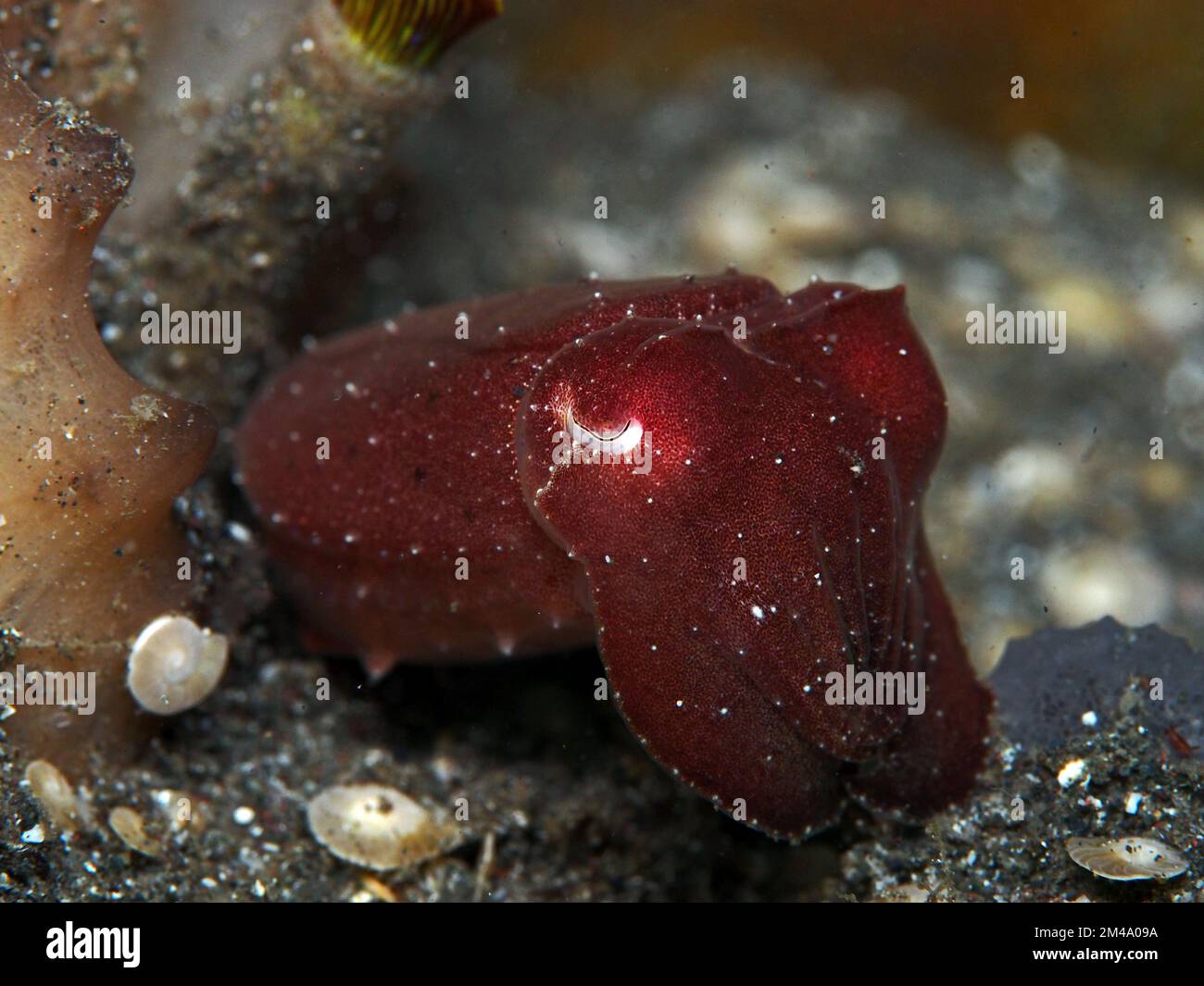 Scuba diving Lembeh macro critters Stock Photo - Alamy