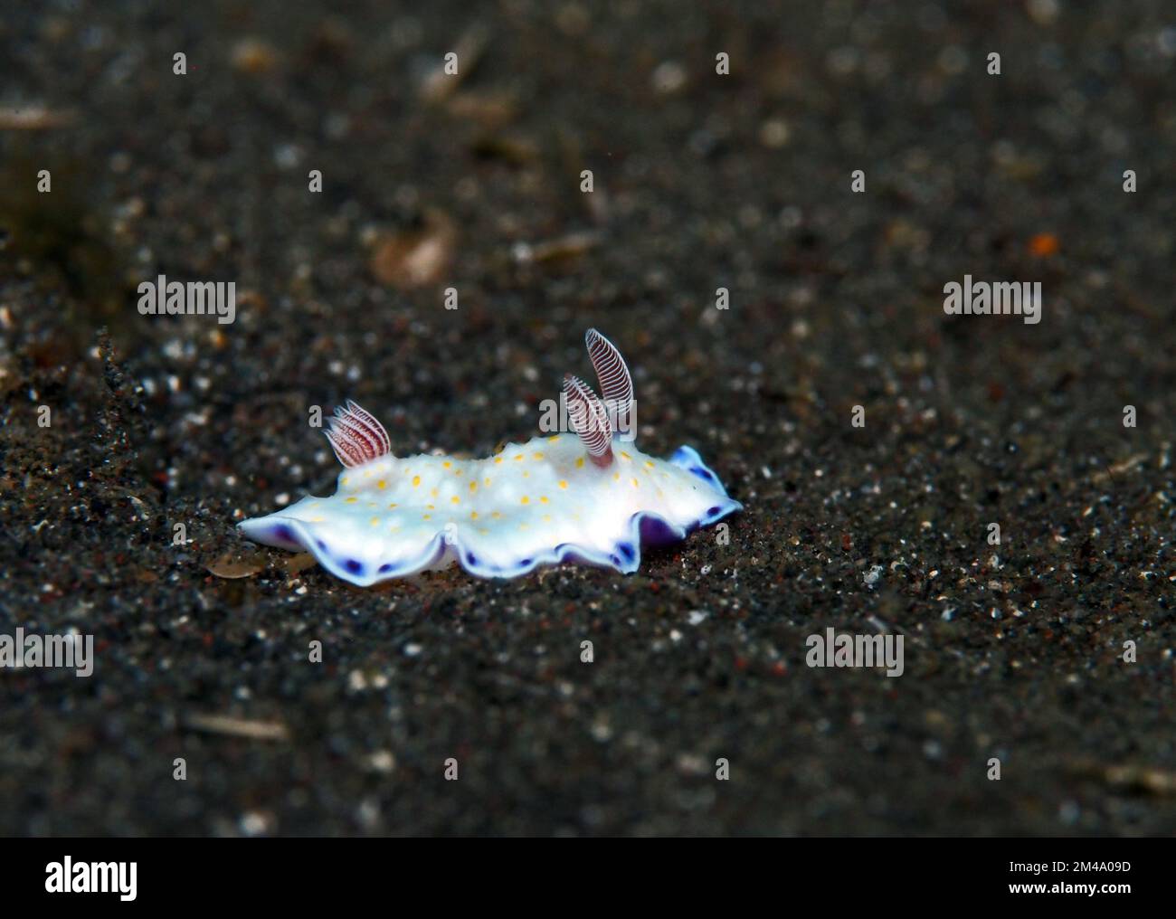 Scuba diving Lembeh macro critters Stock Photo - Alamy
