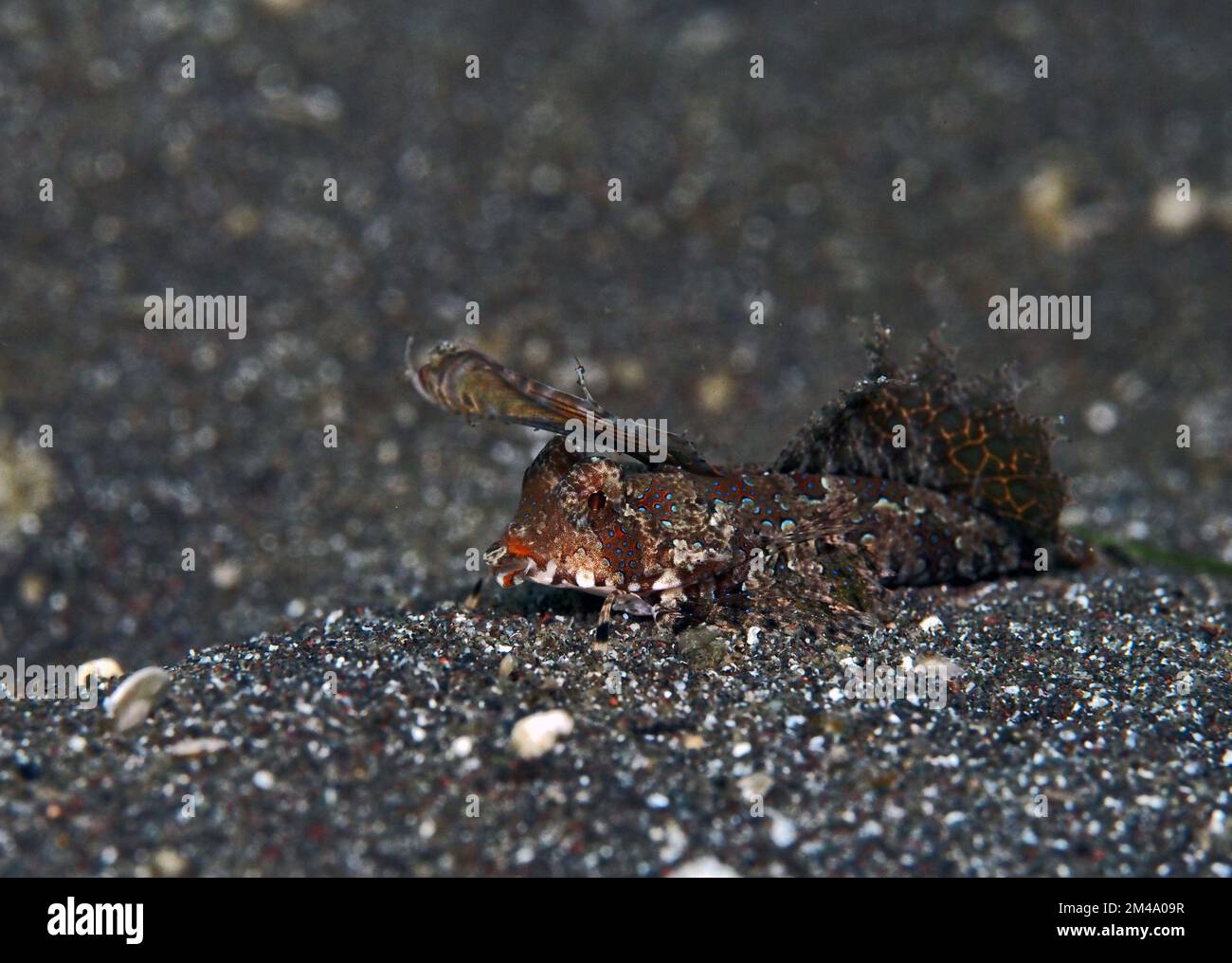Scuba diving Lembeh macro critters Stock Photo - Alamy