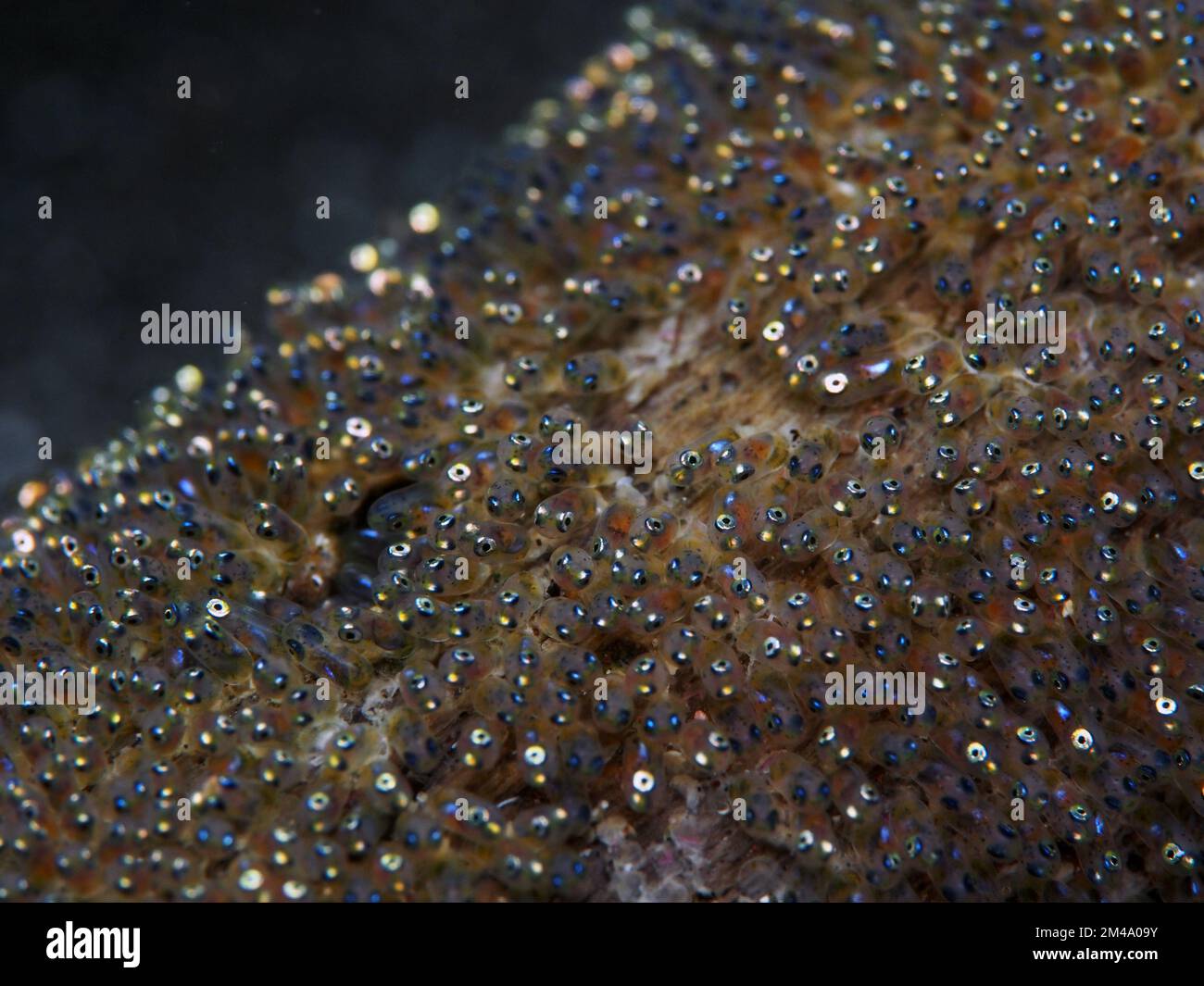 Scuba diving Lembeh macro critters Stock Photo - Alamy