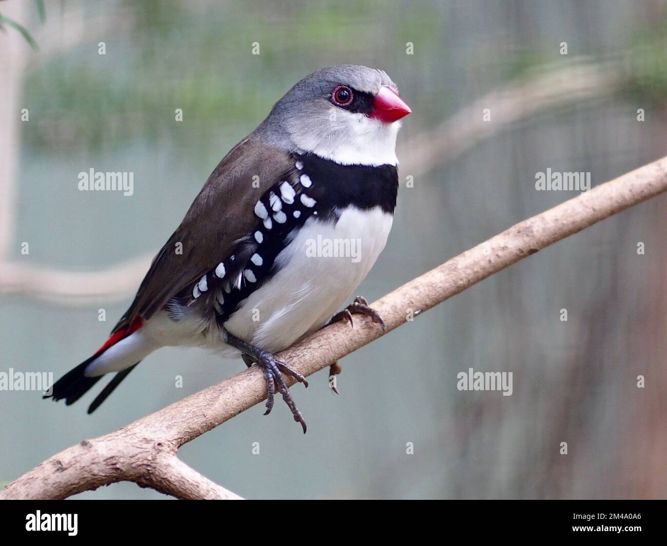 A closeup portrait of an active energetic gorgeous Diamond Firetail in ...