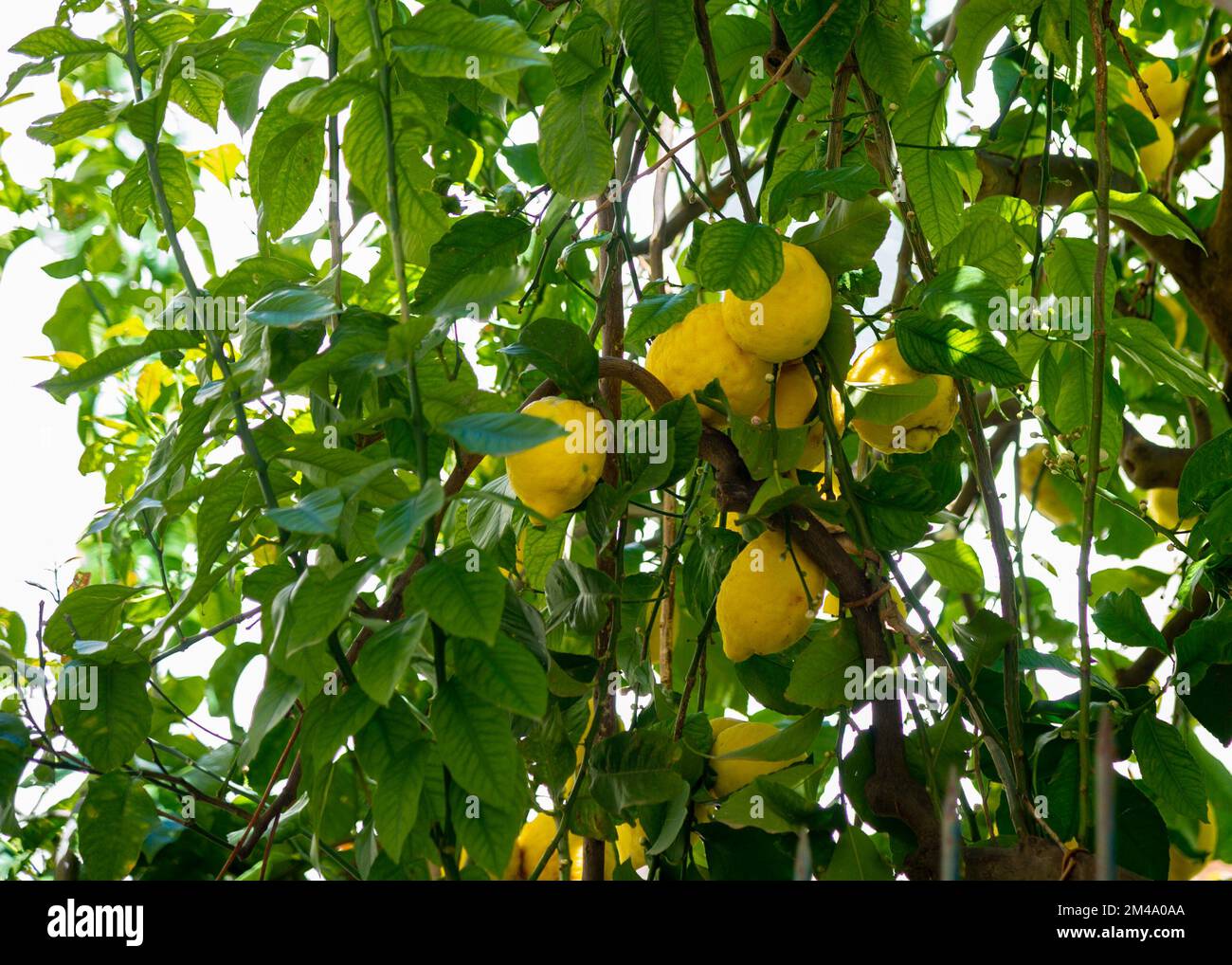 Amalfi lemon tree italy hi-res stock photography and images - Alamy