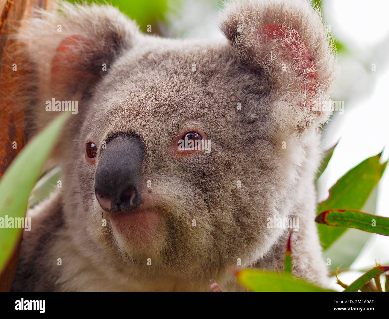 A closeup portrait of an engaging gorgeous Koala with sparkling eyes Stock Photo - Alamy