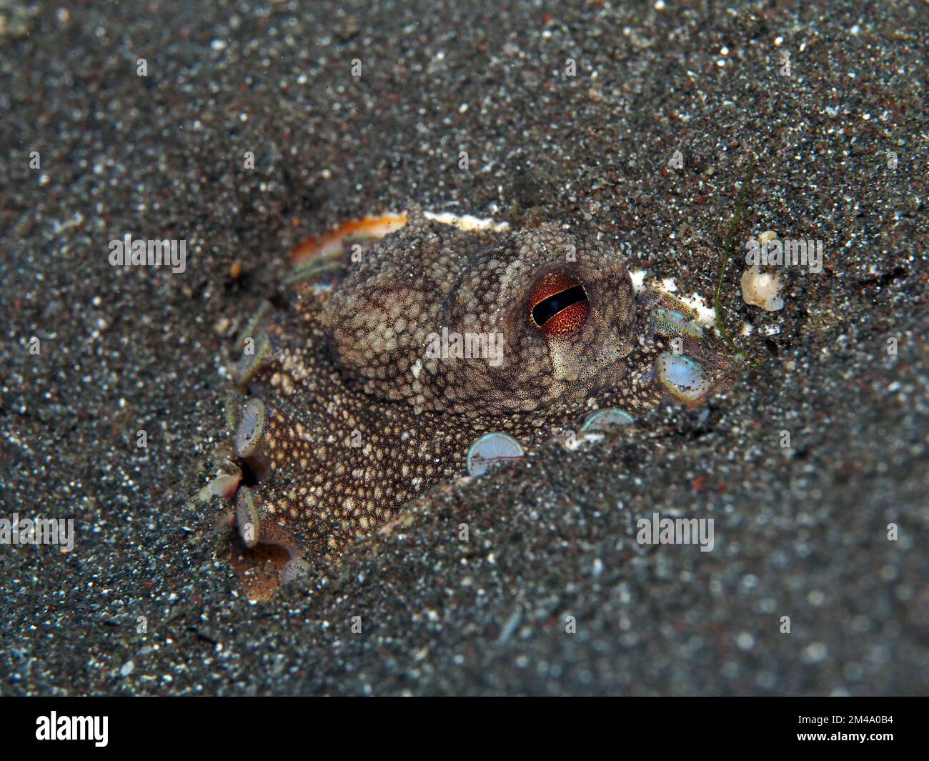 Scuba diving Lembeh macro critters Stock Photo - Alamy