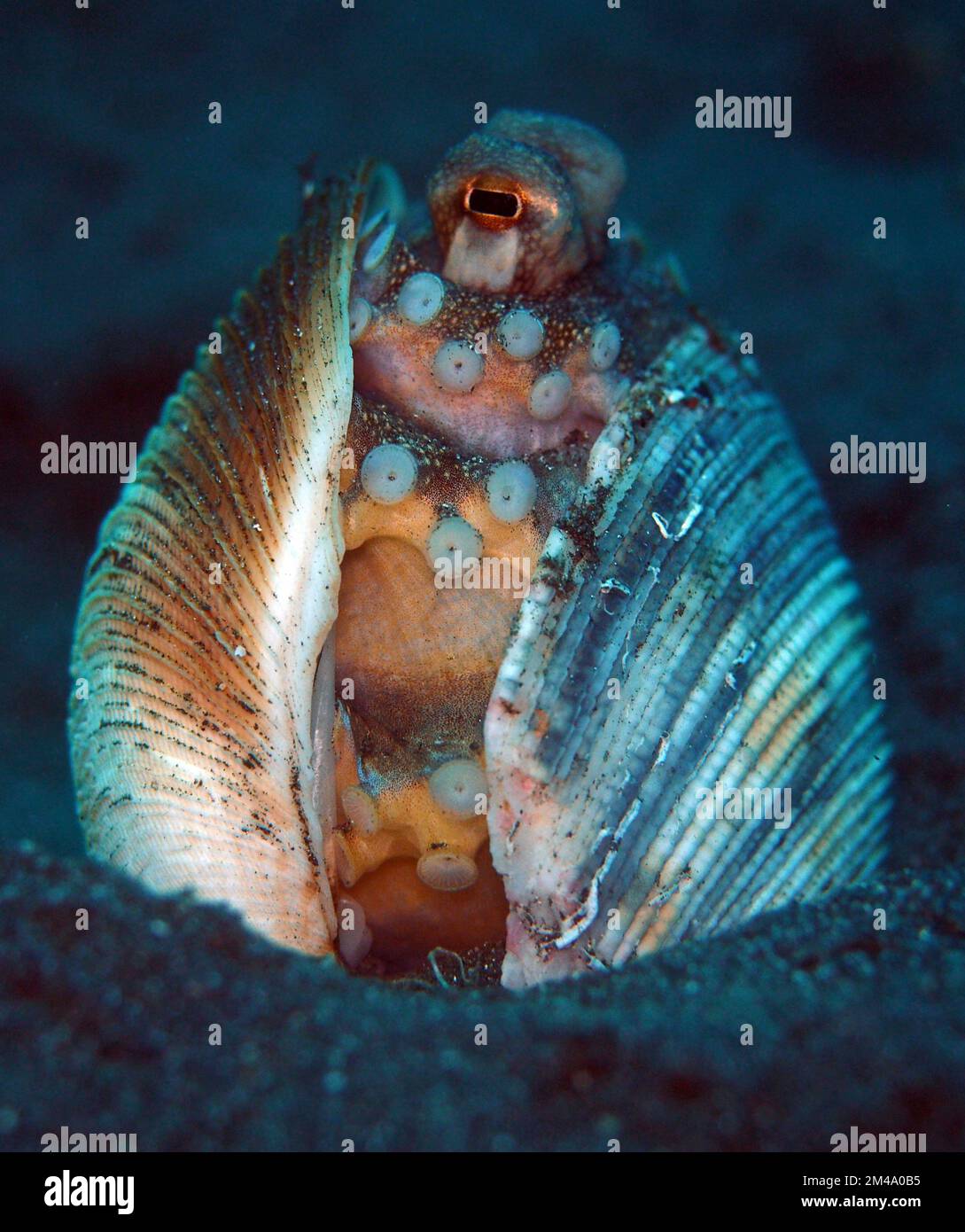 Scuba diving Lembeh macro critters Stock Photo - Alamy