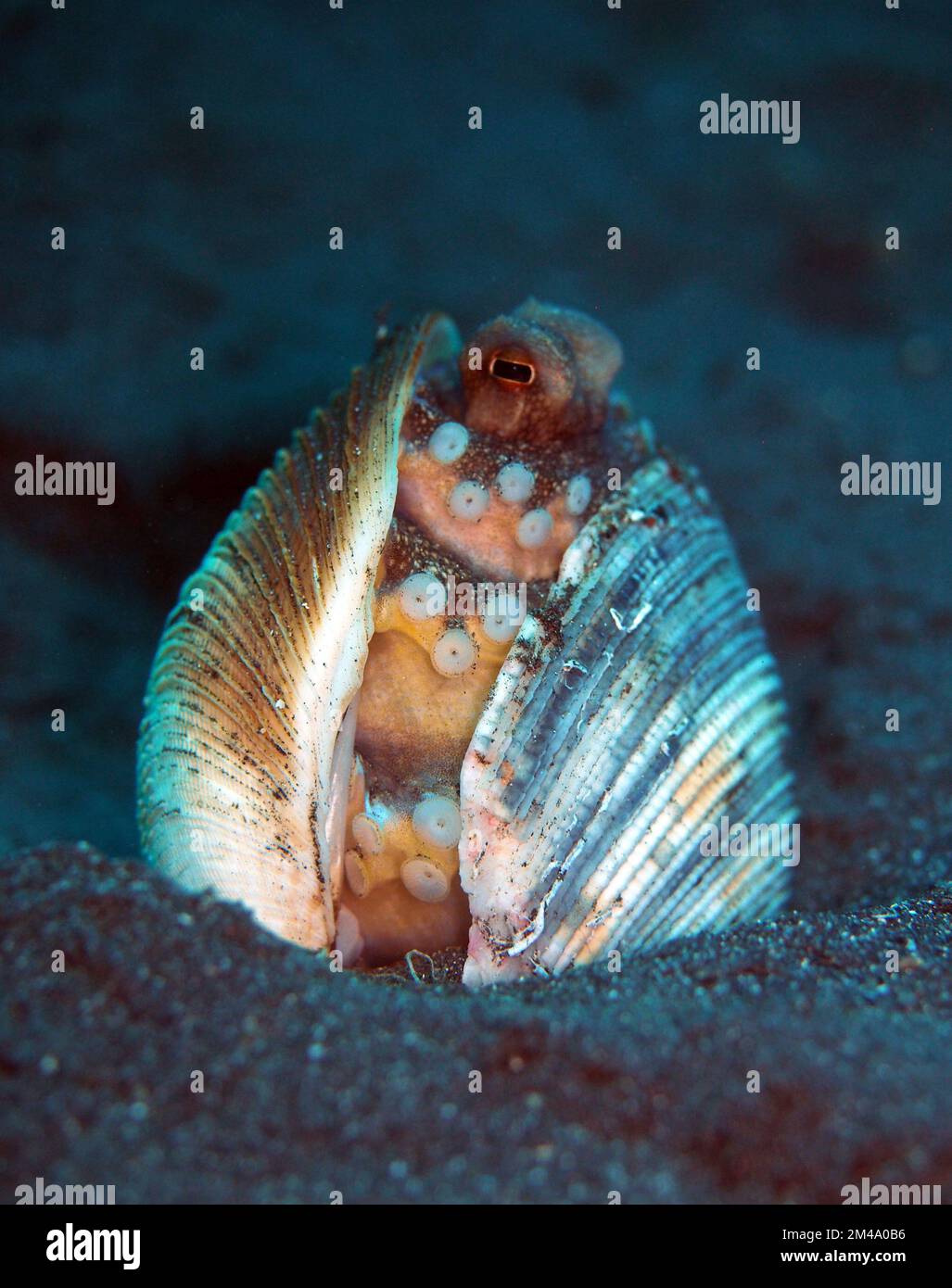 Scuba diving Lembeh macro critters Stock Photo - Alamy