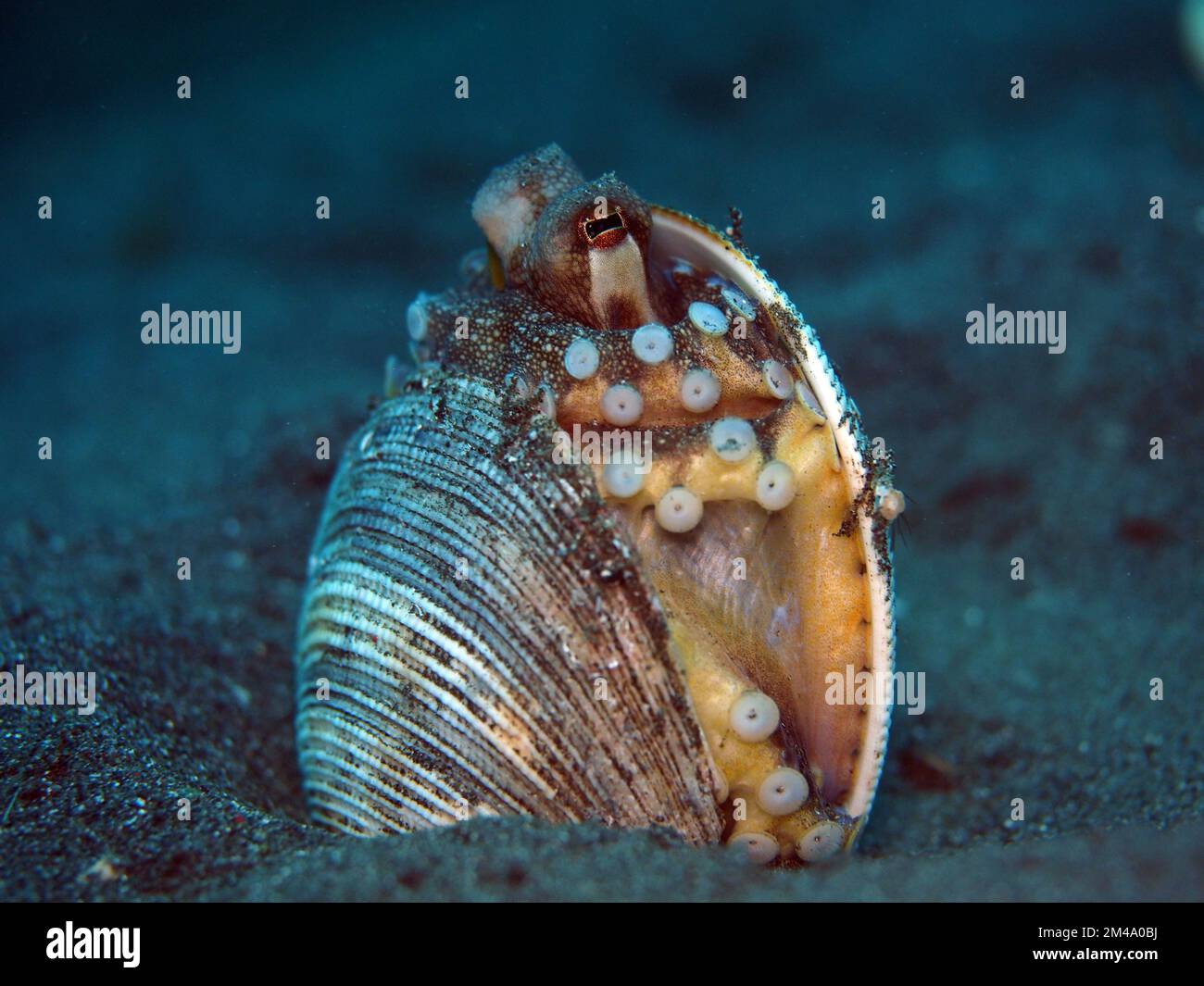 Scuba diving Lembeh macro critters Stock Photo - Alamy
