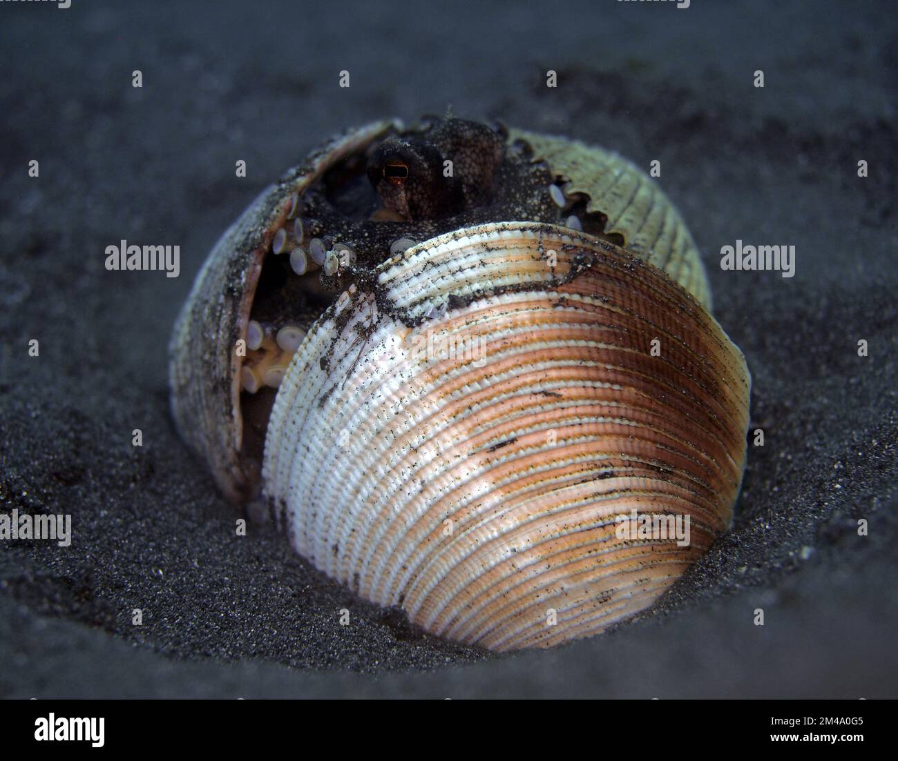 Scuba diving Lembeh macro critters Stock Photo - Alamy
