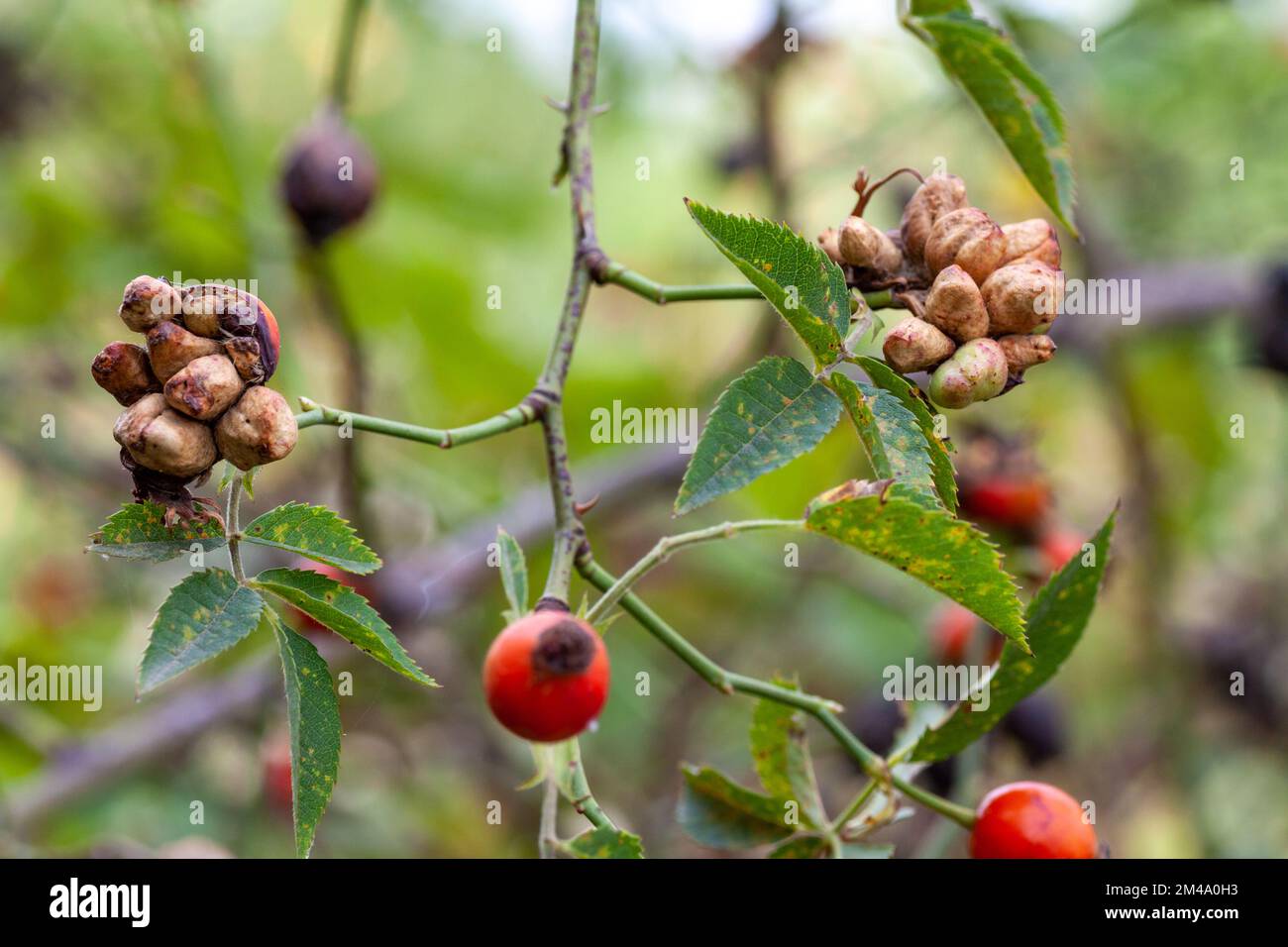 or Rosehip disease what is making the bush drying. Plant disease of ...