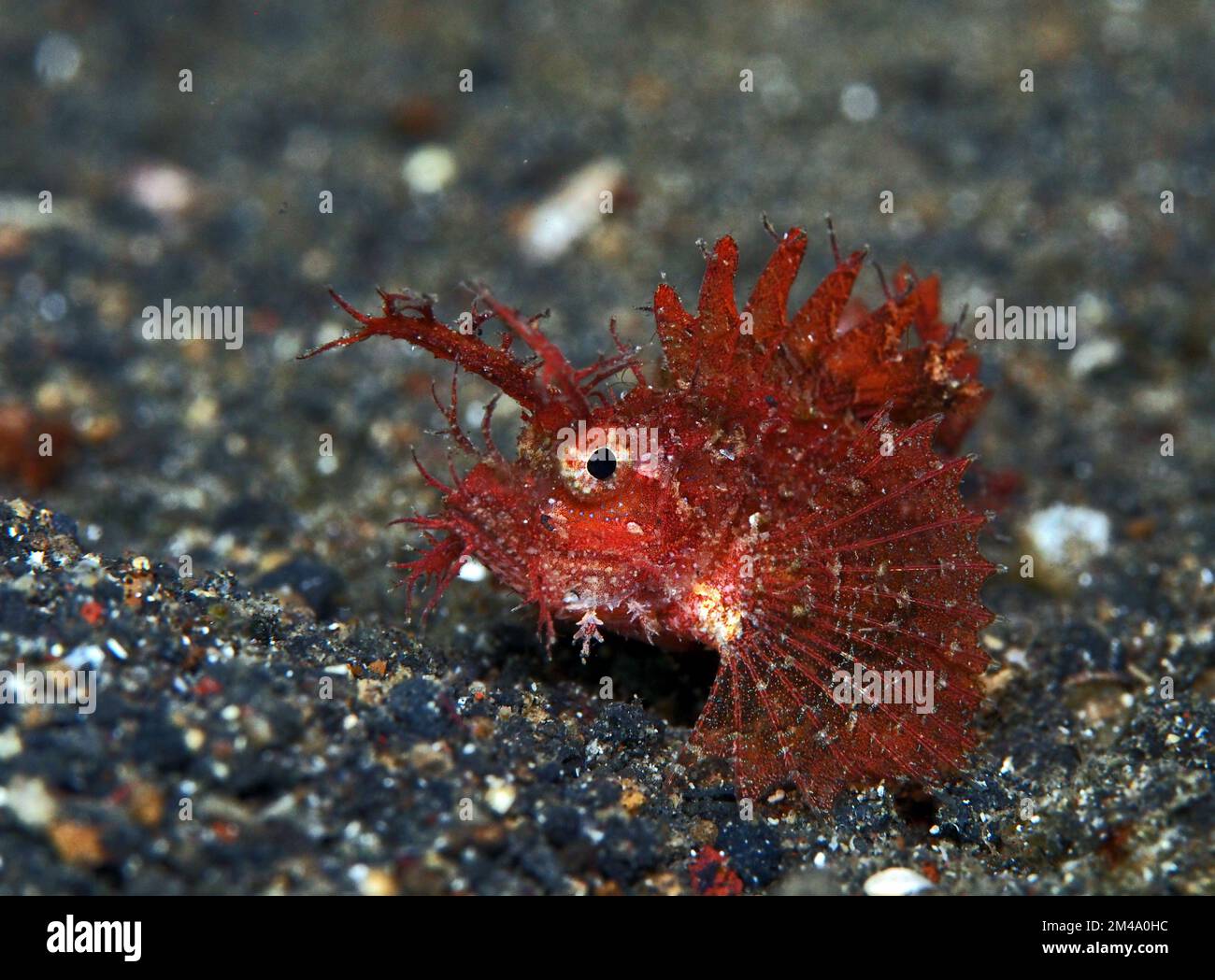 Scuba diving Lembeh macro critters Stock Photo - Alamy