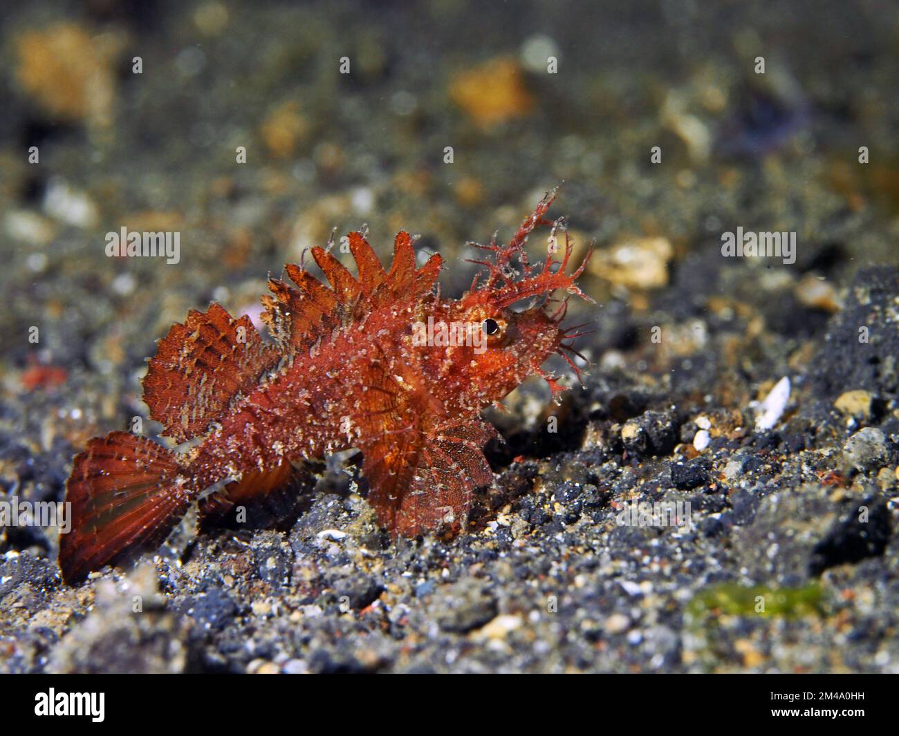 Scuba diving Lembeh macro critters Stock Photo - Alamy