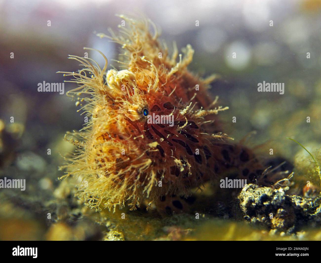 Scuba diving Lembeh macro critters Stock Photo - Alamy