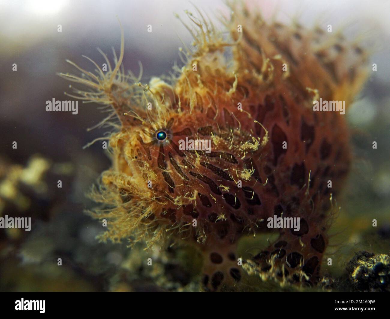 Scuba diving Lembeh macro critters Stock Photo - Alamy