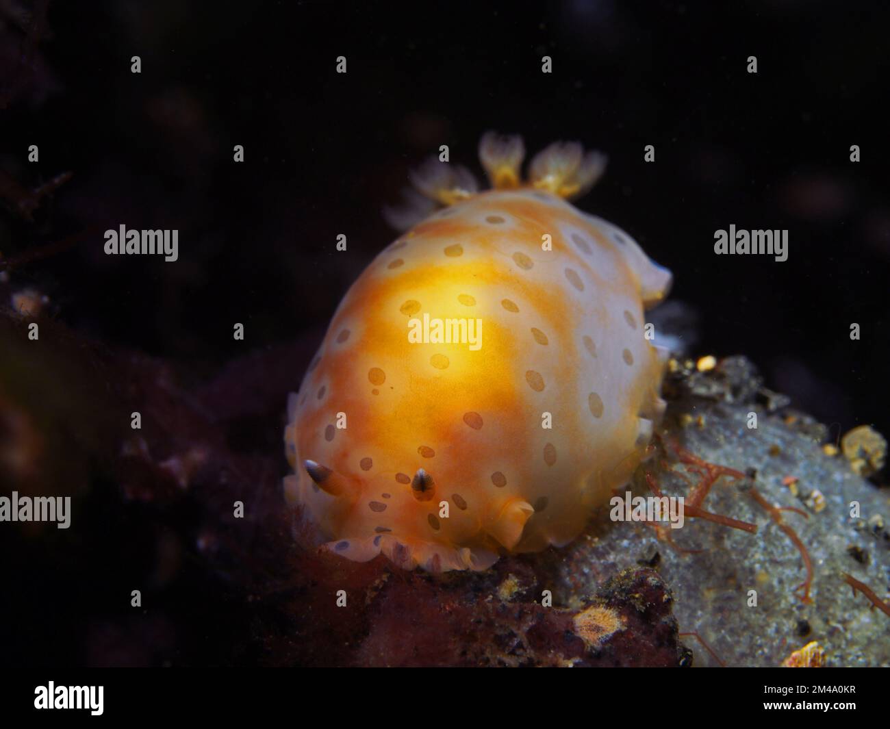 Scuba diving Lembeh macro critters Stock Photo - Alamy