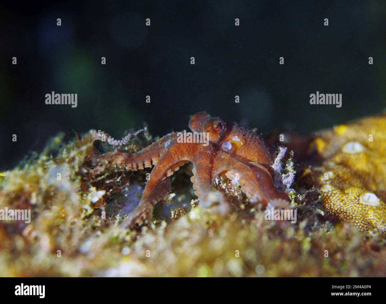 Scuba diving Lembeh macro critters Stock Photo - Alamy