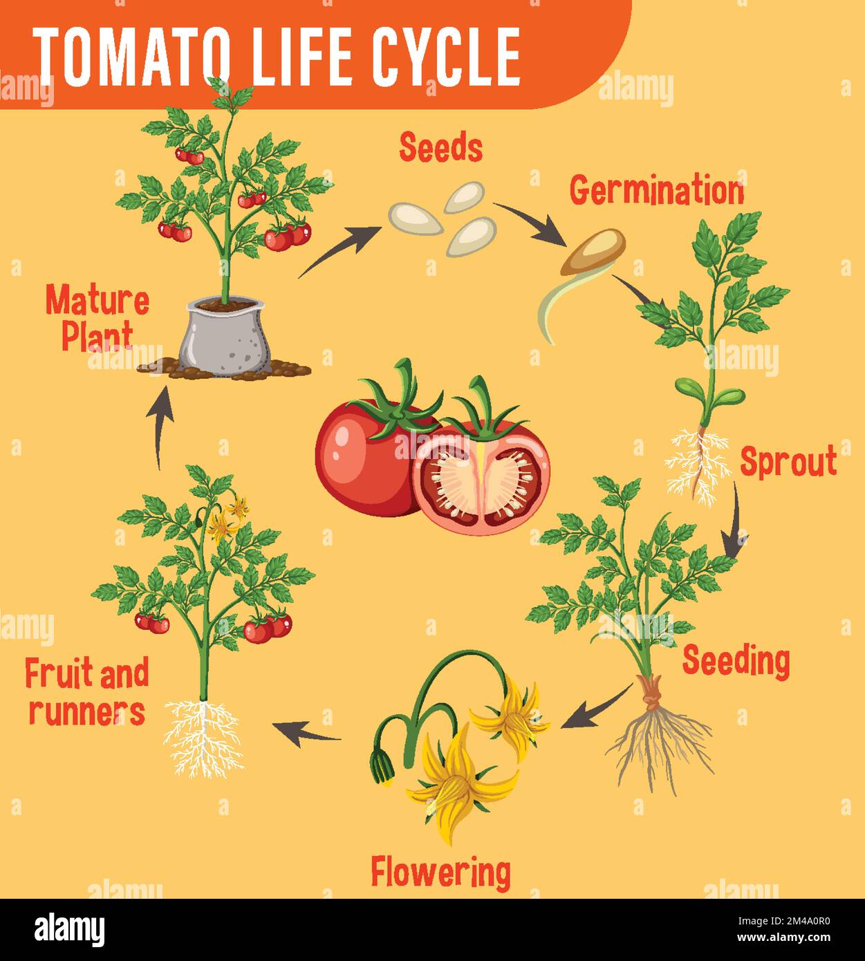 Life cycle of a tomato plant diagram illustration Stock Vector Image ...