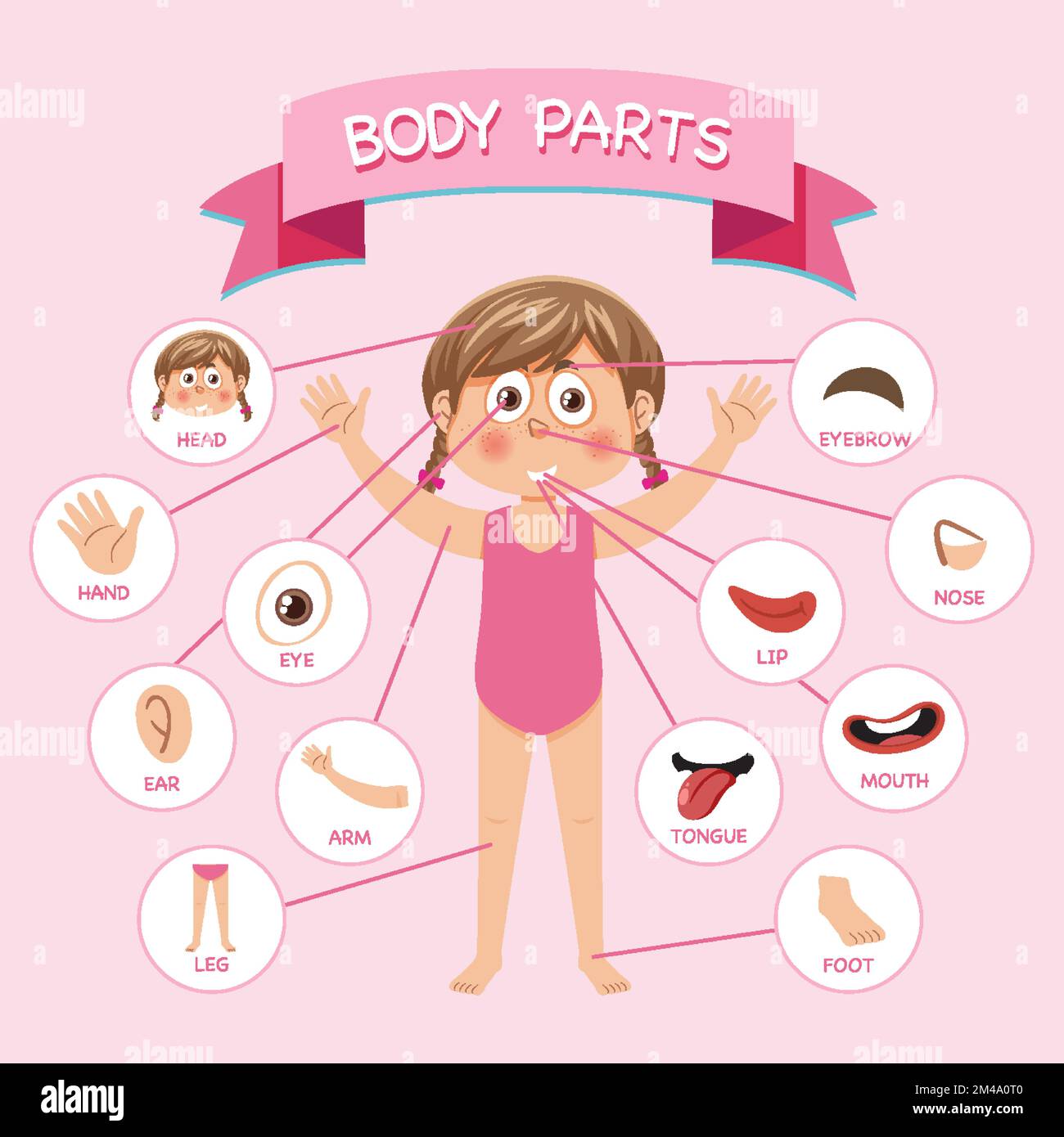 Body parts with vocabulary illustration Stock Vector Image & Art - Alamy
