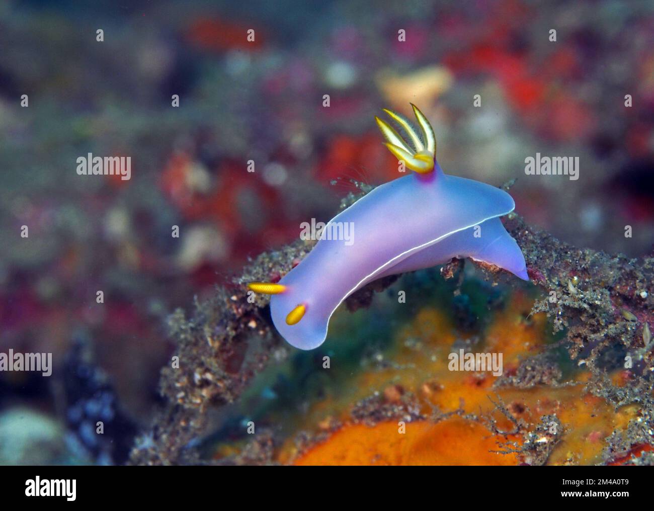 Scuba diving Lembeh macro critters Stock Photo - Alamy