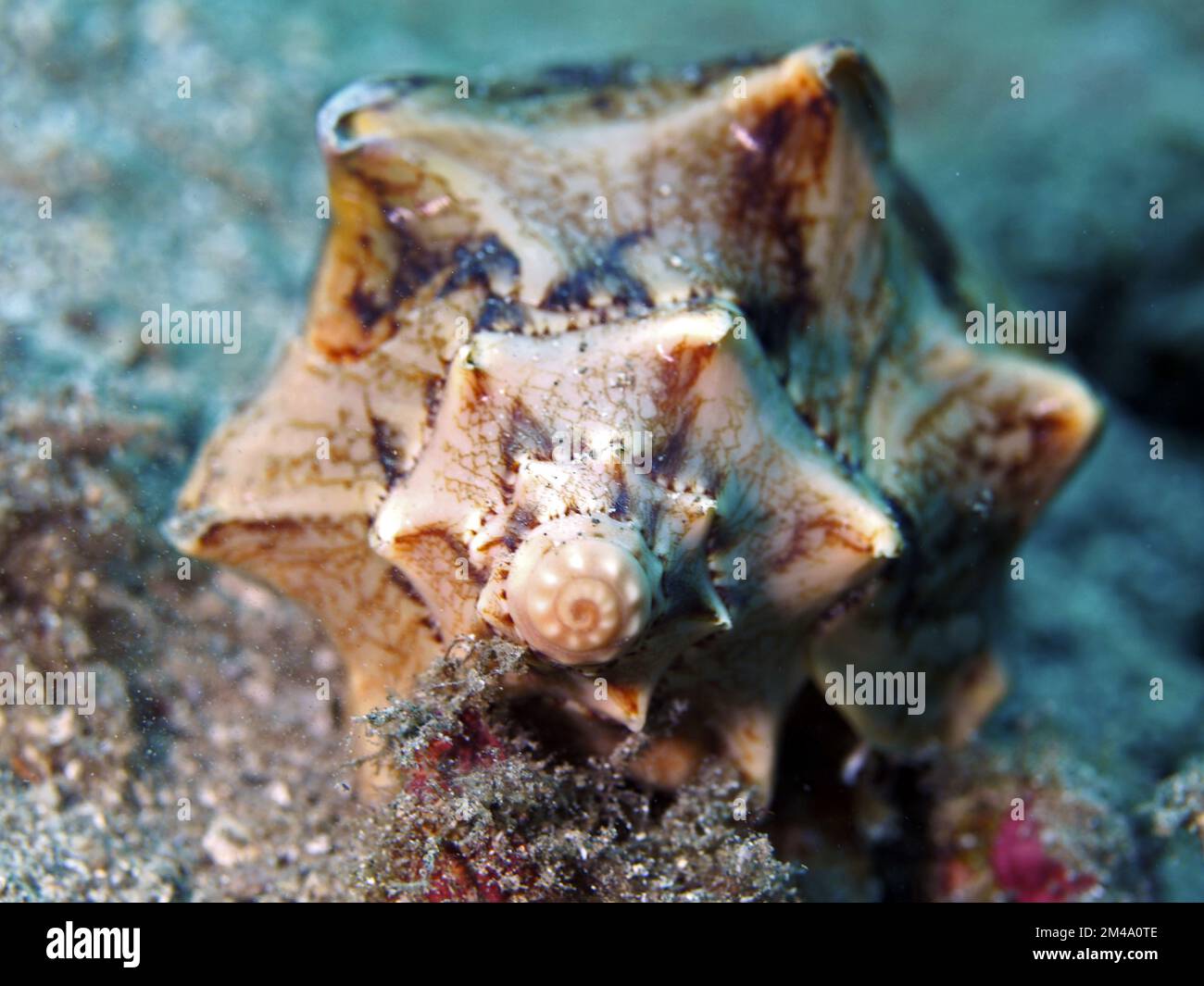 Scuba diving Lembeh macro critters Stock Photo - Alamy