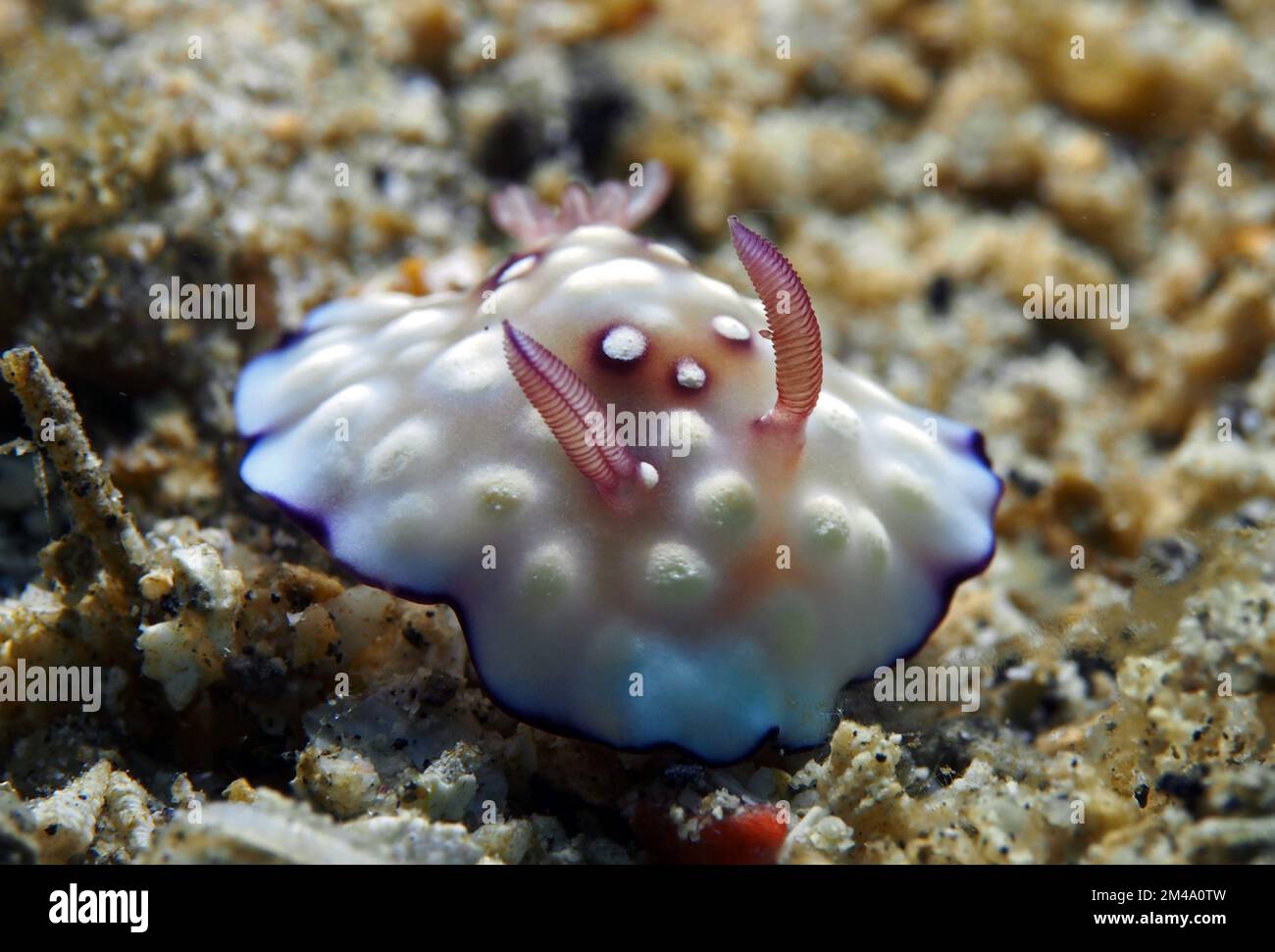 Scuba diving Lembeh macro critters Stock Photo - Alamy