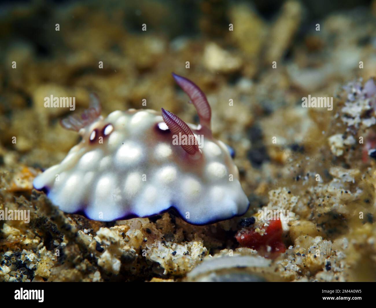 Scuba diving Lembeh macro critters Stock Photo - Alamy