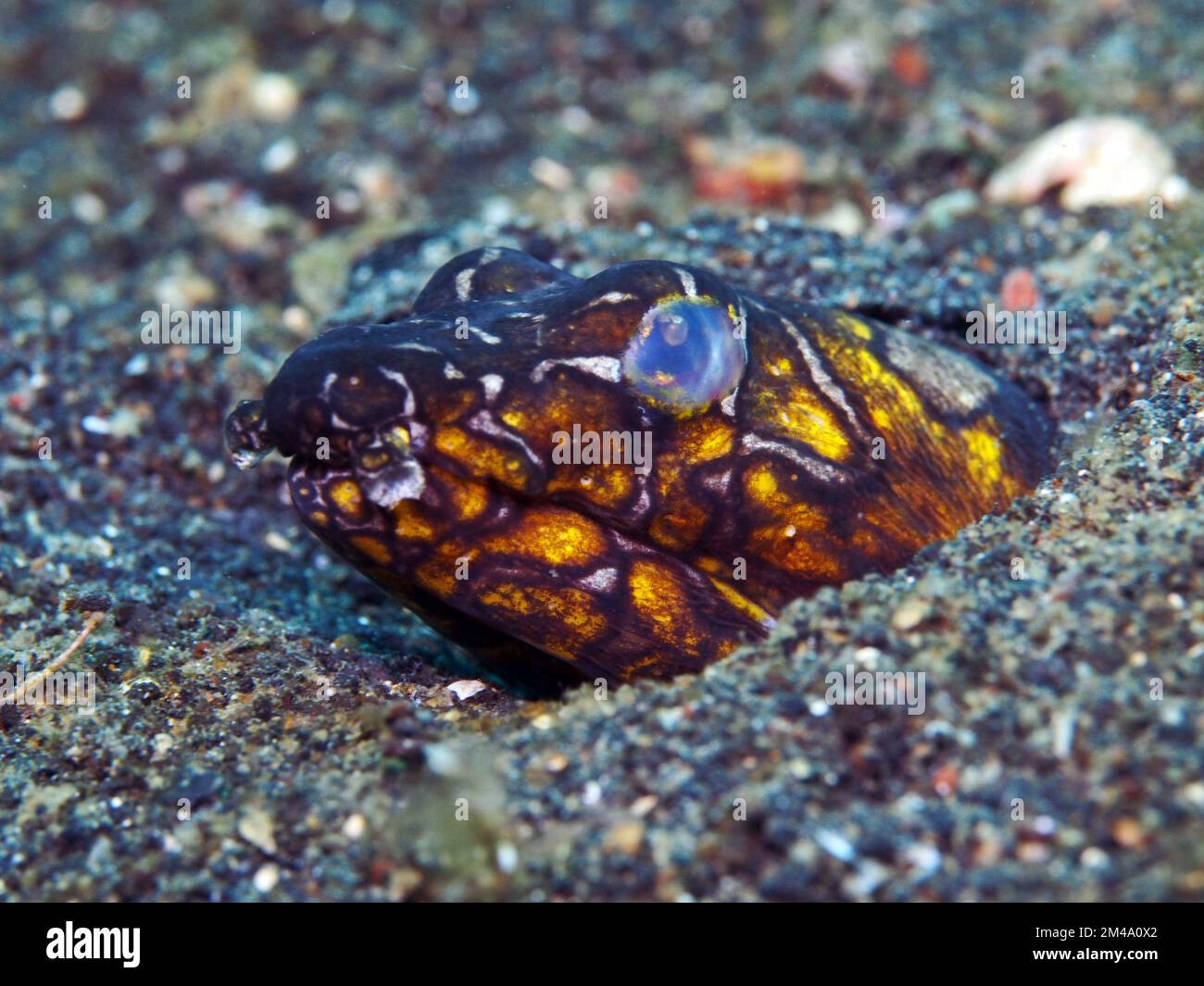 Scuba diving Lembeh macro critters Stock Photo - Alamy