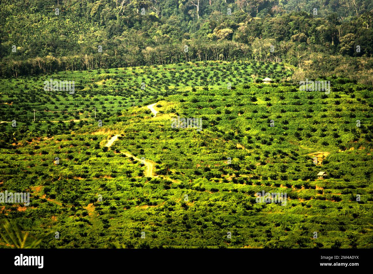 Newly planted oil palm trees on a plantation area, in a background of ...