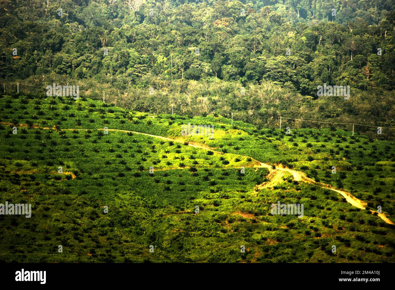 Newly planted oil palm trees on a plantation area, in a background of ...