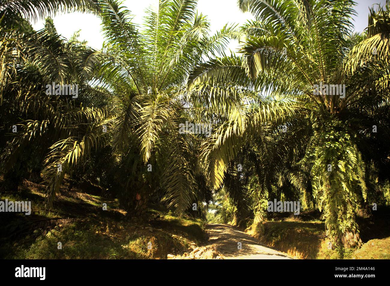 A road through oil palm plantation in Langkat, North Sumatra, Indonesia ...