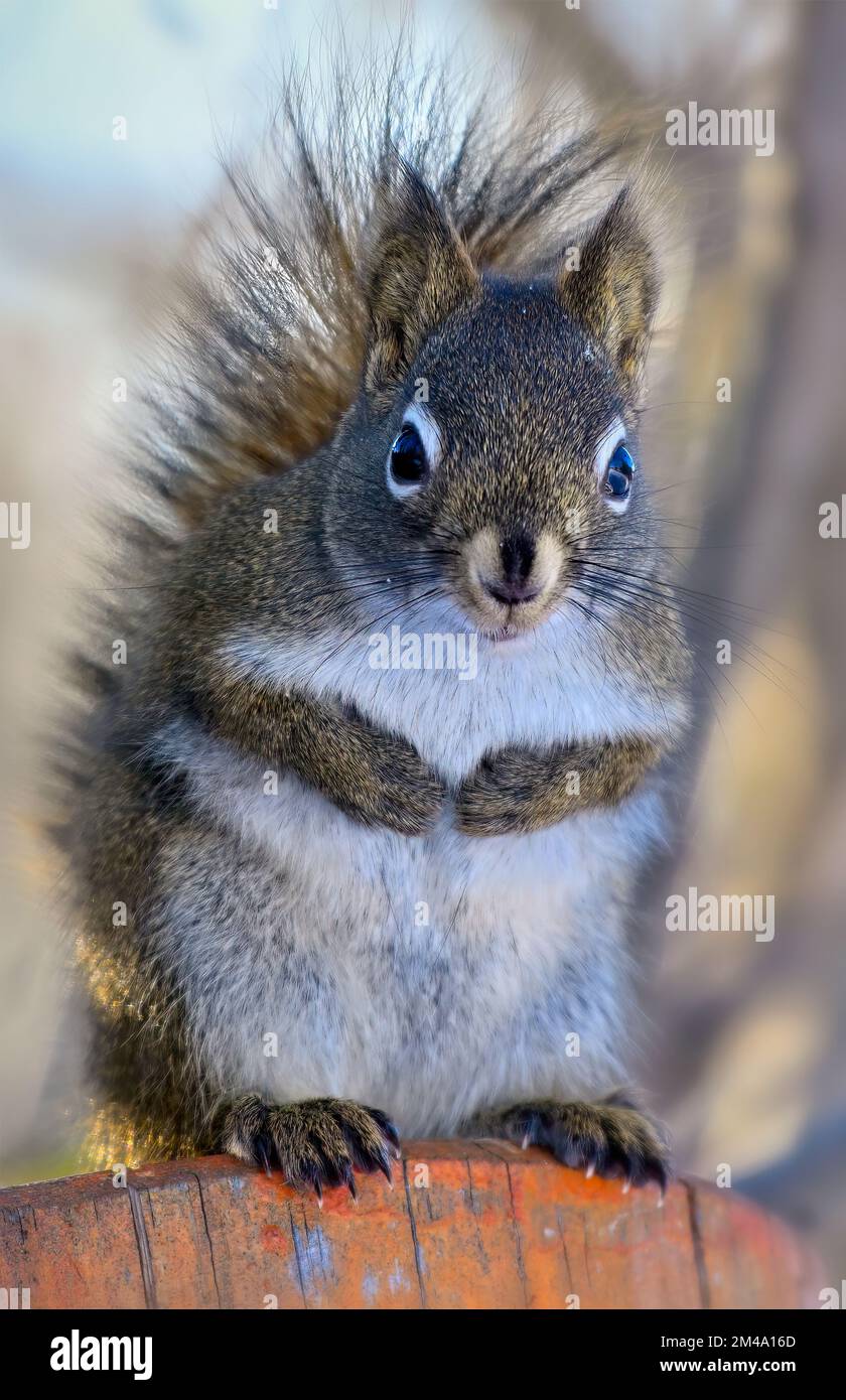 A cute red squirrel "Tamiasciurus hudsonicus", sitting on a sign post ...
