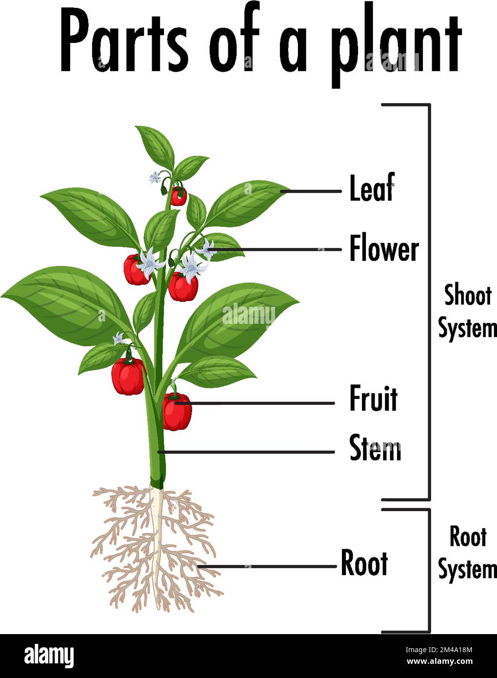 Parts Of Plants Diagram For Kids