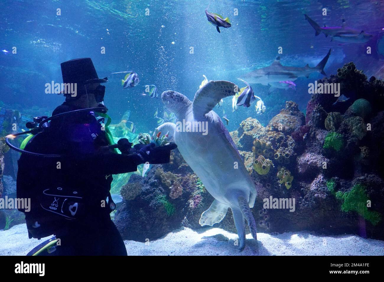 Turtle for good luck hi-res stock photography and images - Alamy