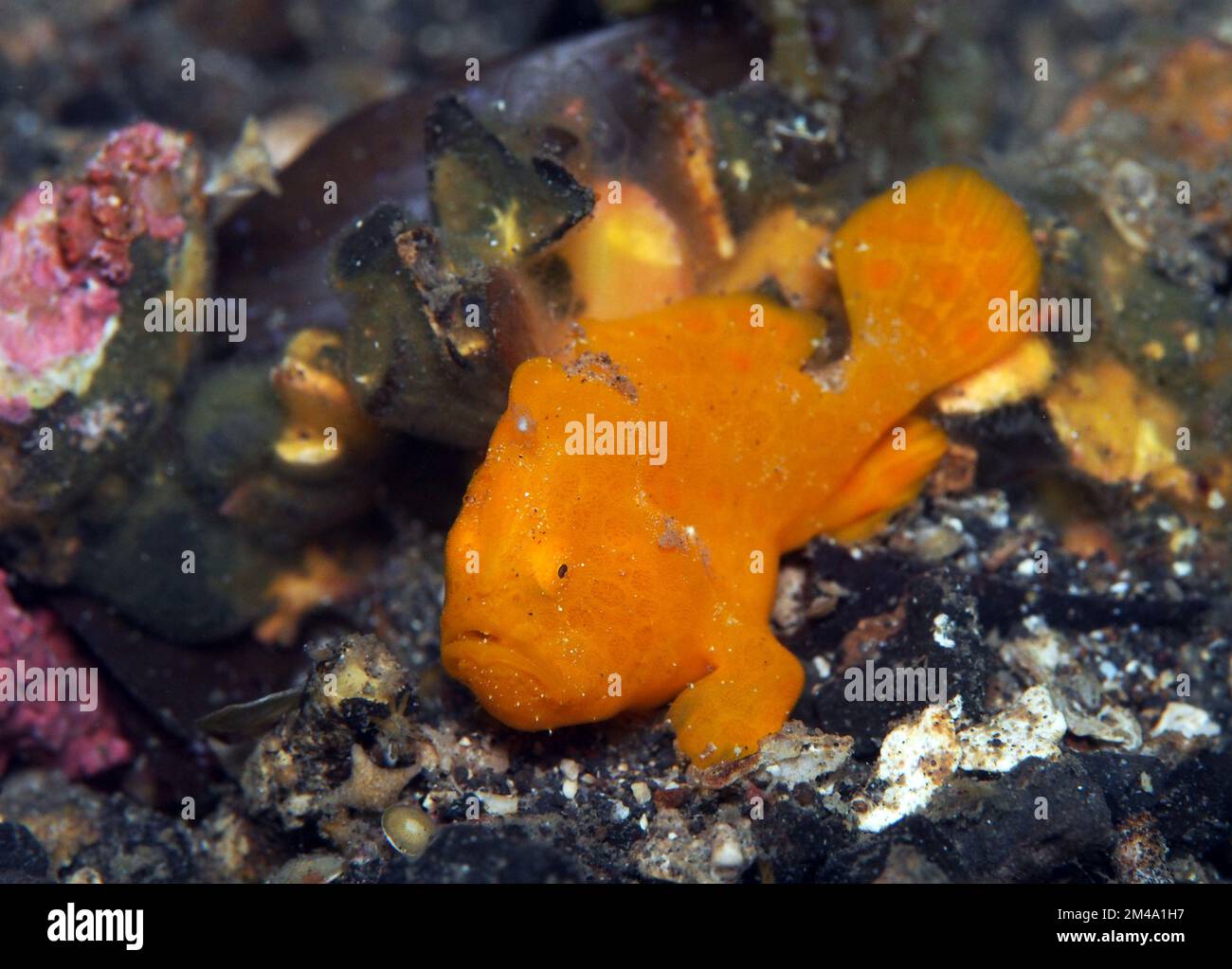 Scuba diving Lembeh macro critters Stock Photo - Alamy