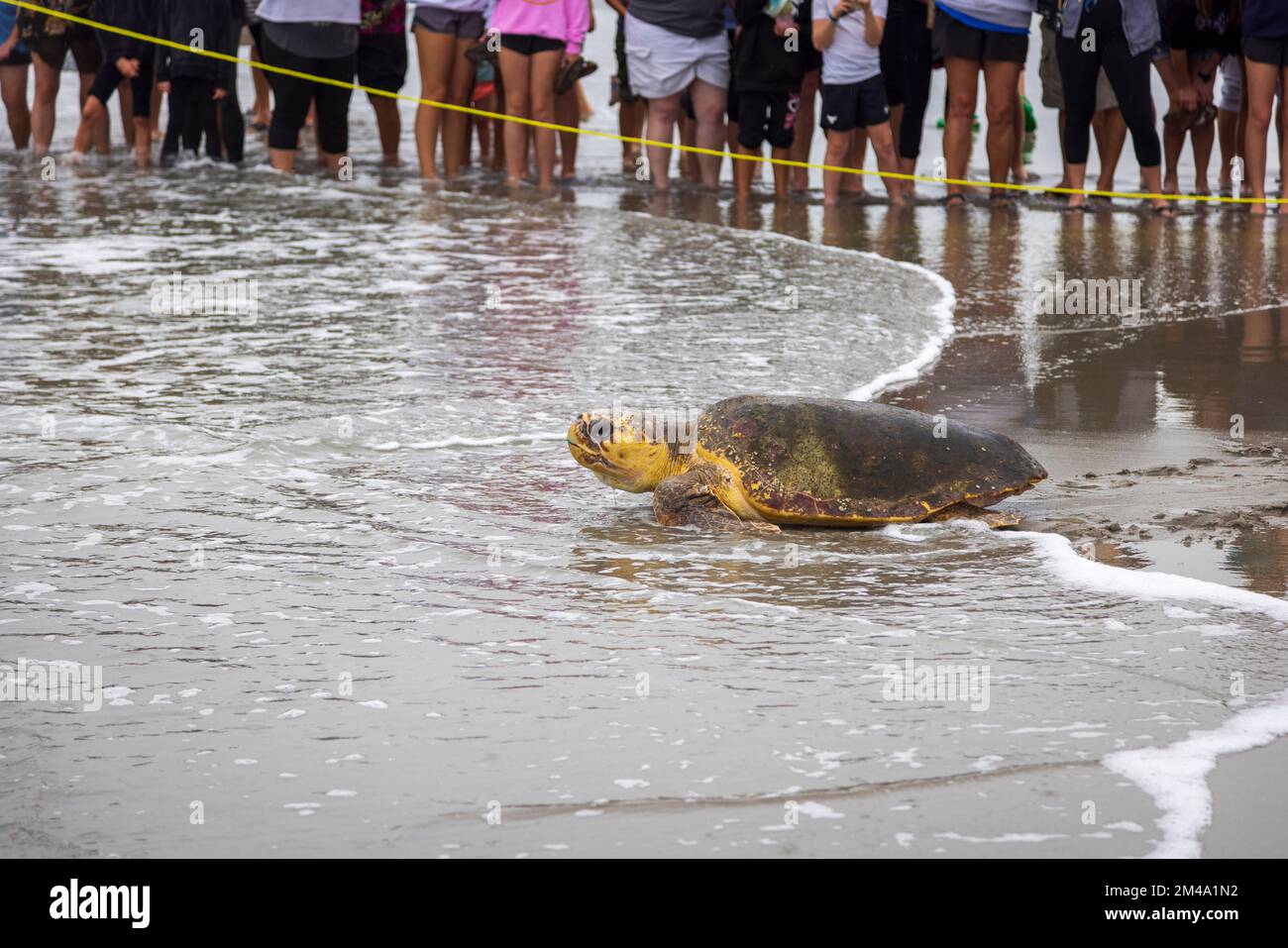 Loggerhead sea turtle being released into the wild Stock Photo - Alamy