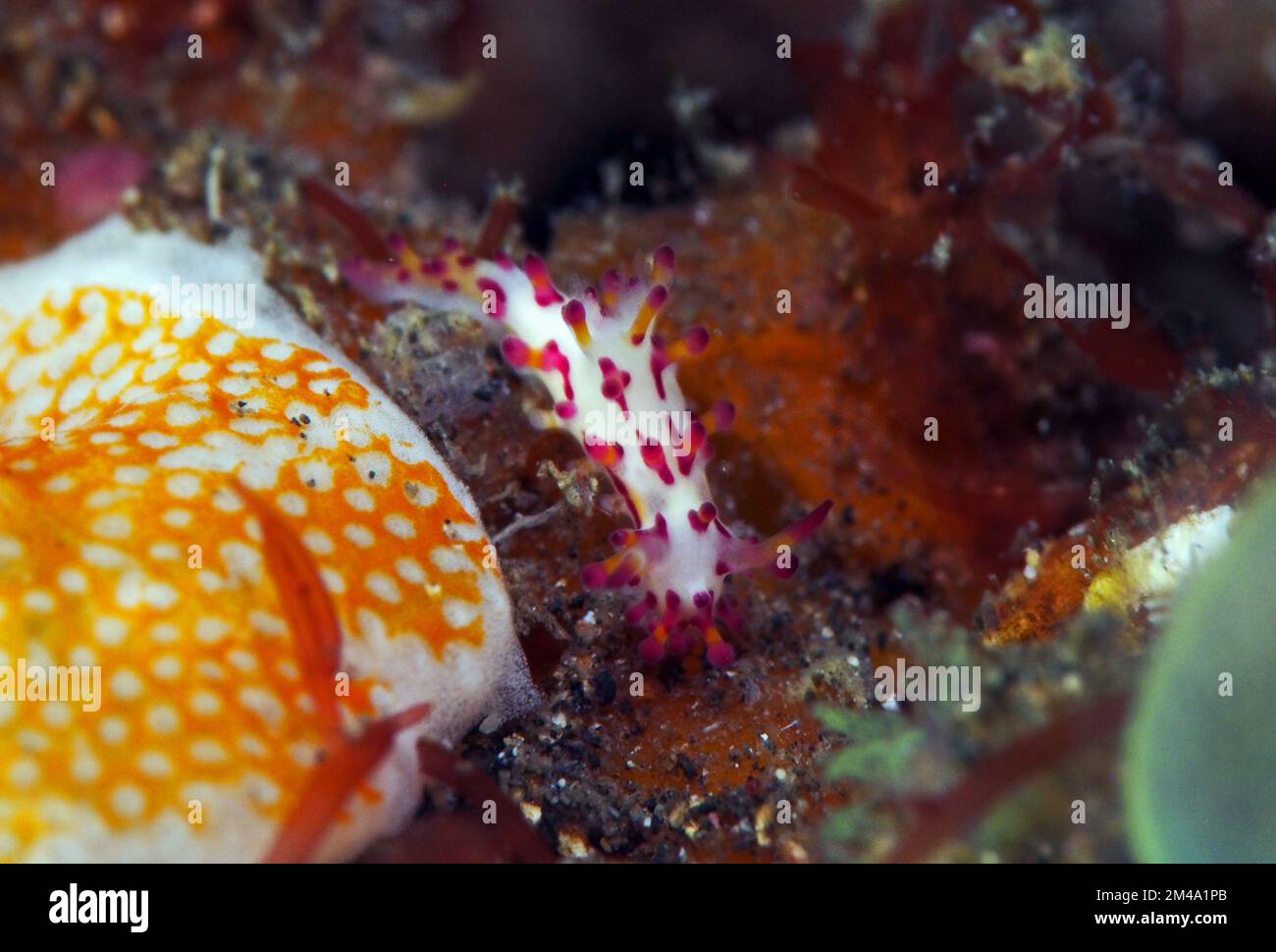 Scuba diving Lembeh macro critters Stock Photo - Alamy