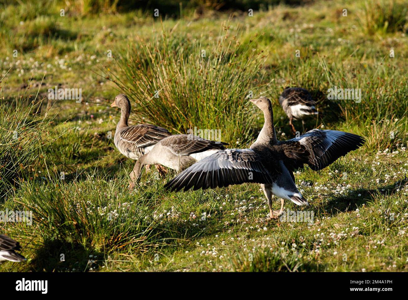 Grey Geese on meadow, one spreading wings, Island Amrum, World Nature ...