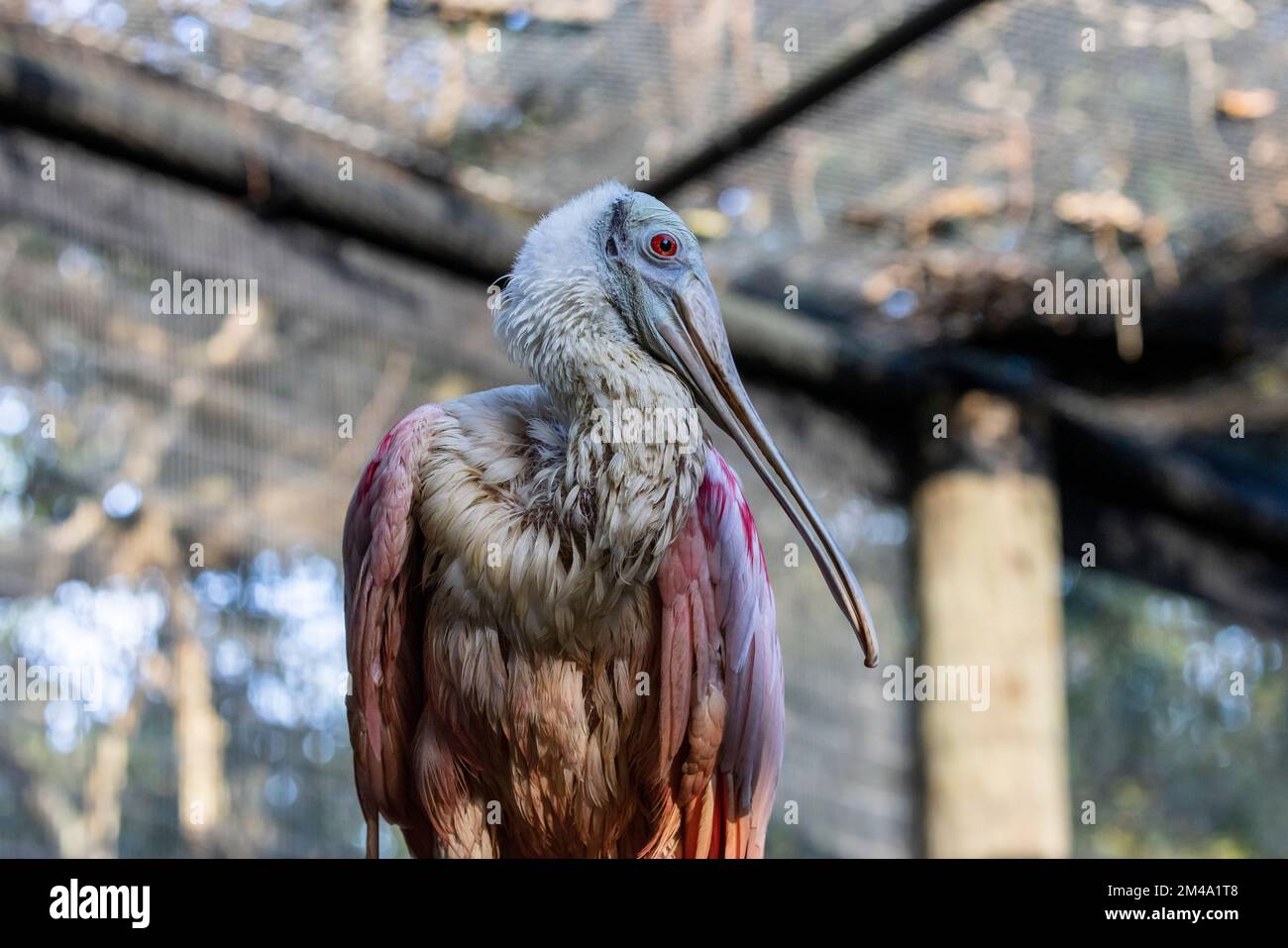 Spoonbill bird hi-res stock photography and images - Alamy