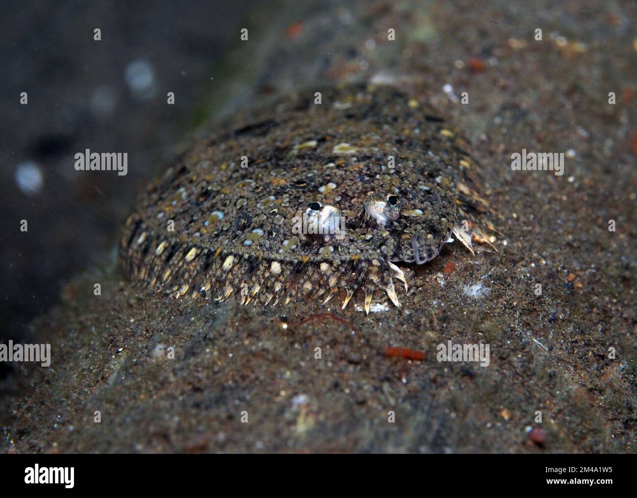 Scuba diving Lembeh macro critters Stock Photo - Alamy