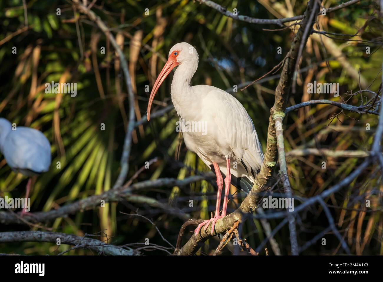 American white ibis Stock Photo - Alamy