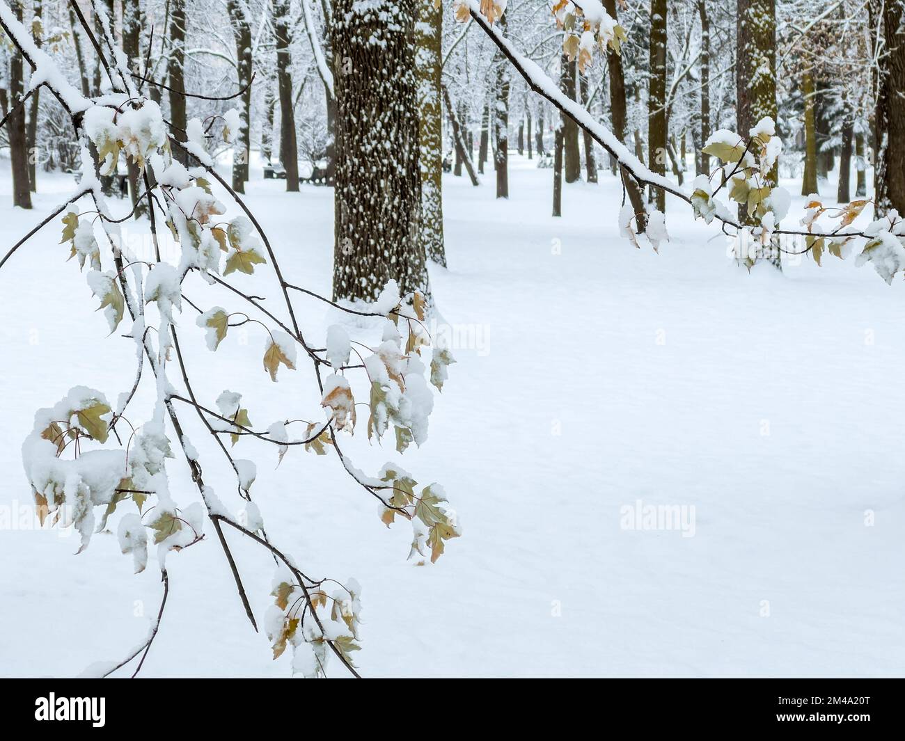 snowy tree branch with yellow leaves. natural winter background Stock Photo - Alamy