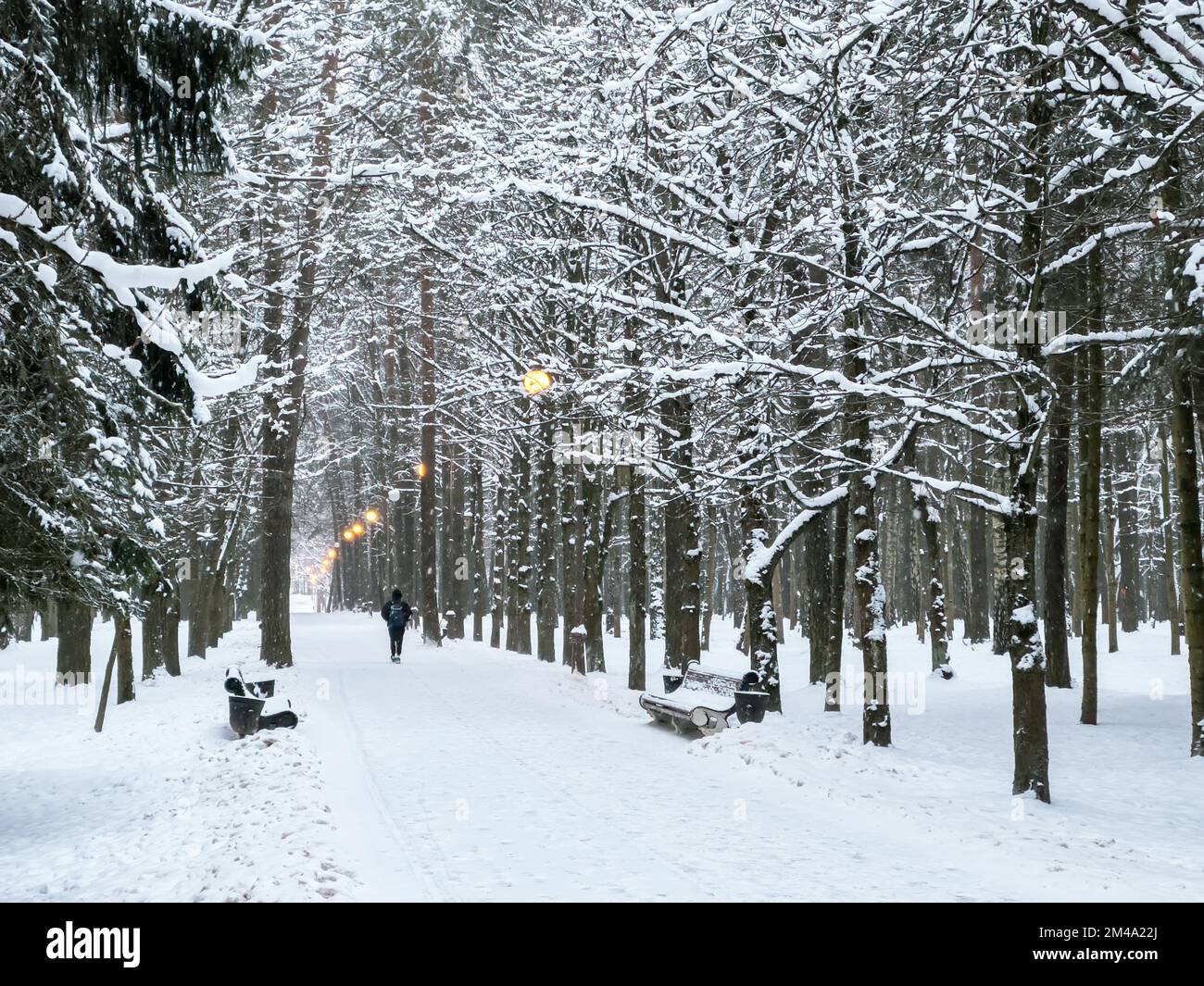 winter park at morning with shining lanterns. trees and benches covered ...