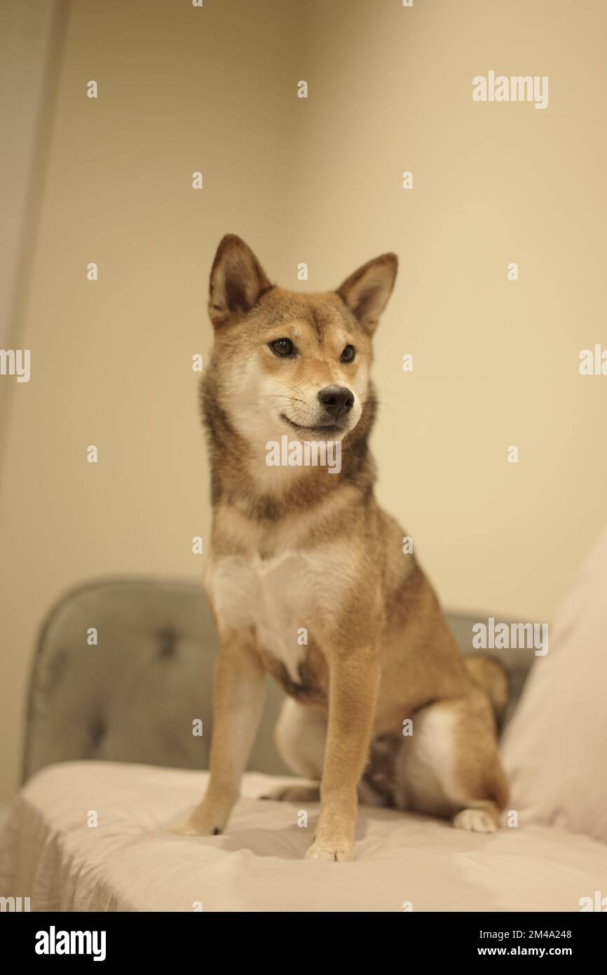 A Shiba Inu dog sitting on the couch inside the house with blur ...