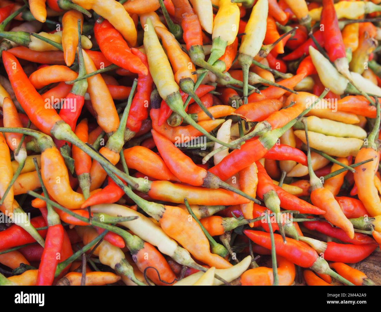 Minahasa tourism hi-res stock photography and images - Alamy