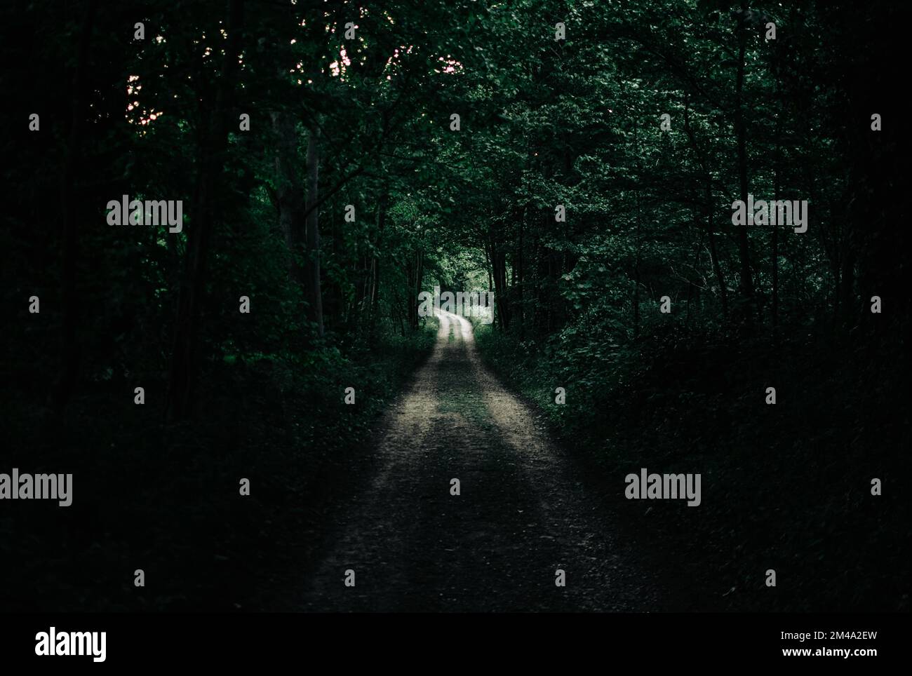 A beautiful park path between arch green trees at night Stock Photo - Alamy