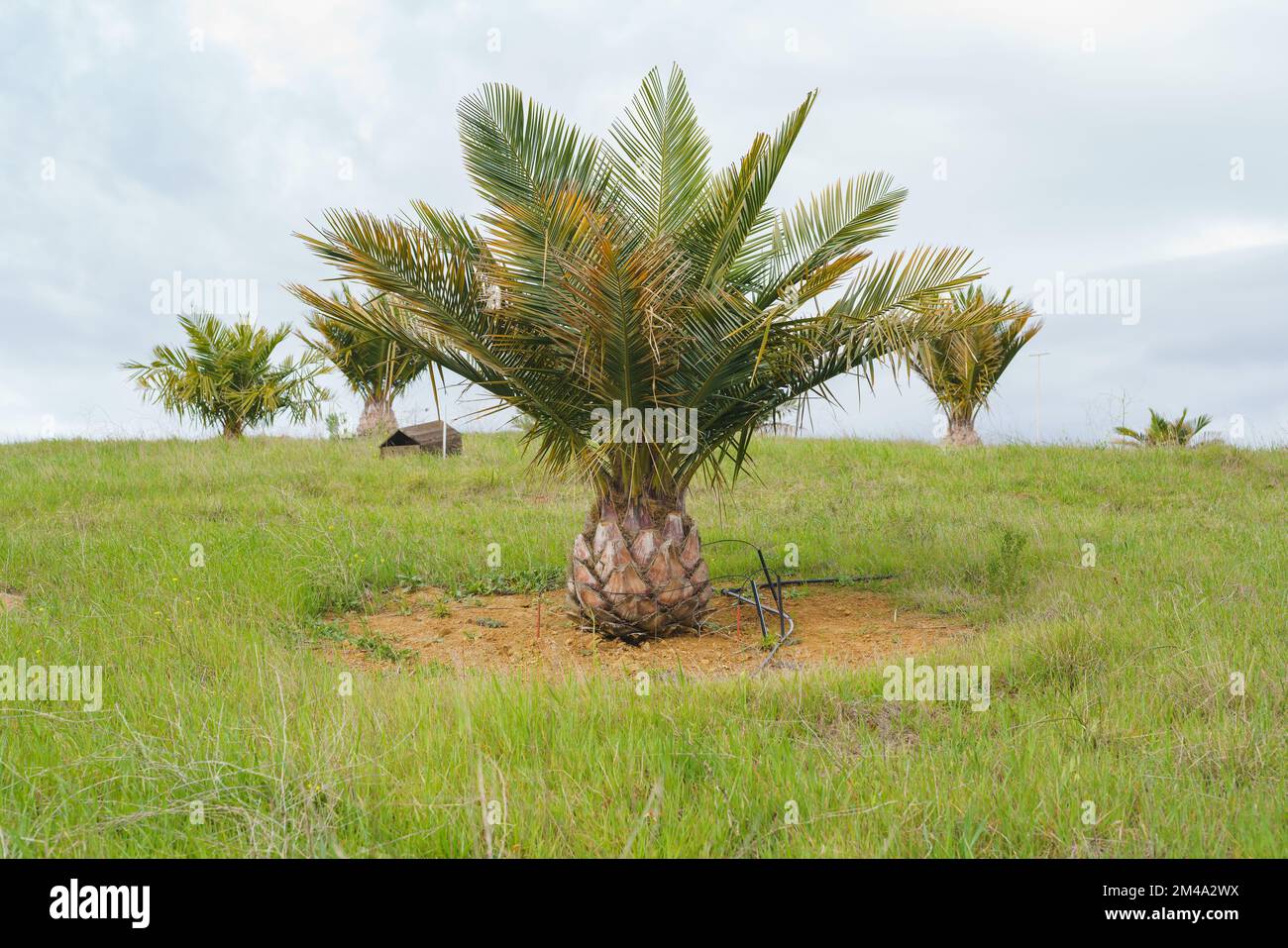 Date Palm trees. Young trees planted on a hill, cloudy sky background ...
