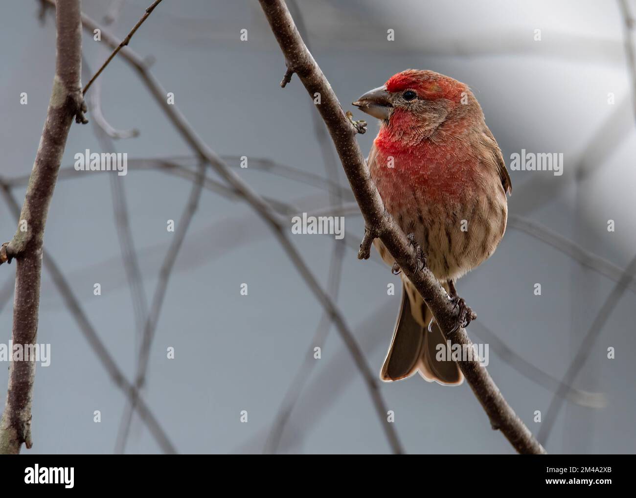 Purple Finch Perched on a tree branch Stock Photo - Alamy