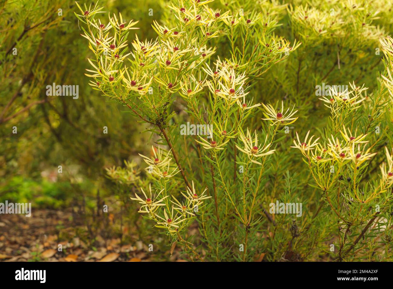 Cone bush (Leucadendron salignum) close up in the garden Beautiful ...