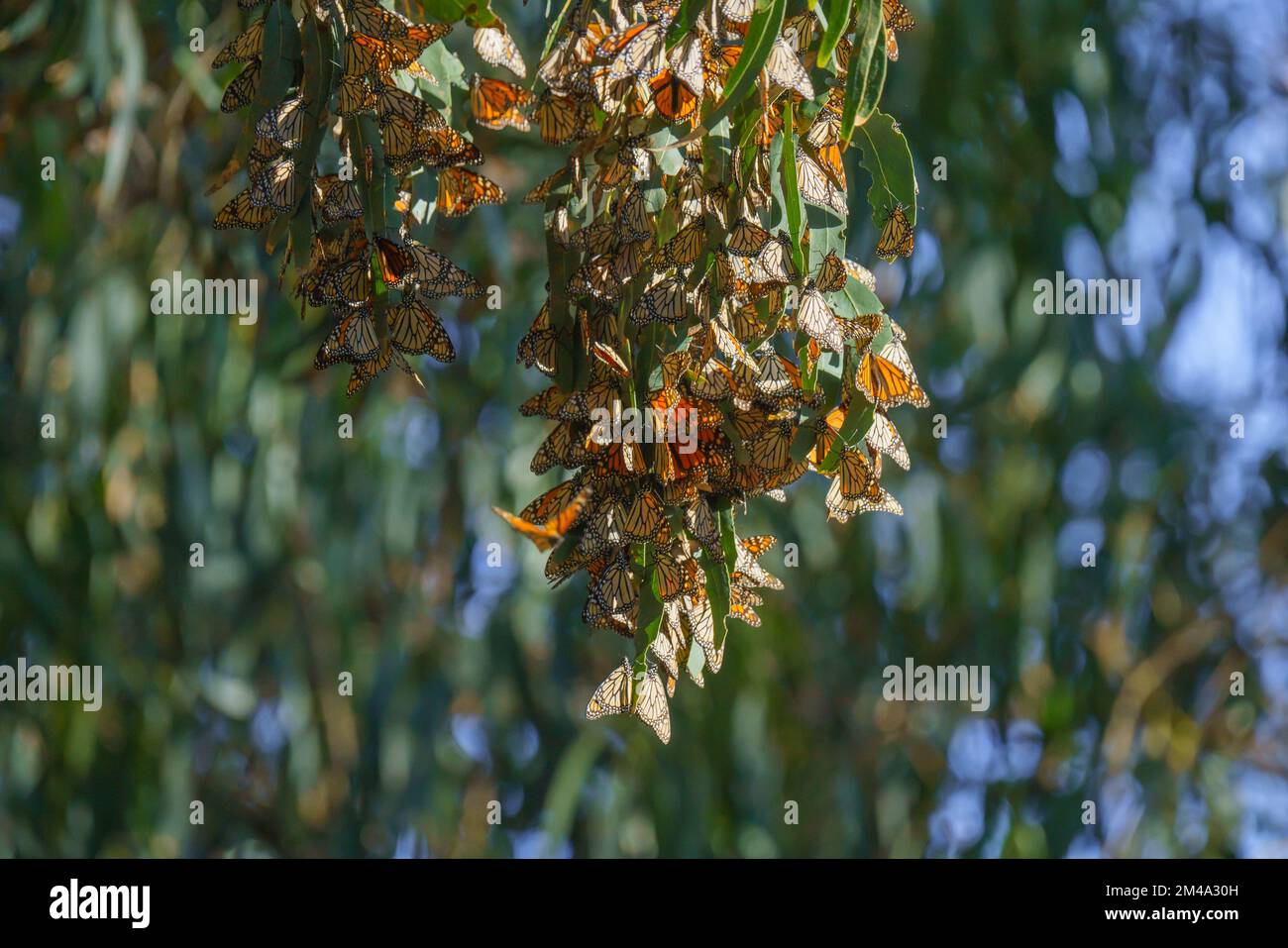 Monarch butterflies cluster in the limbs of majestic Eucalyptus trees, Pismo Beach Grove ...