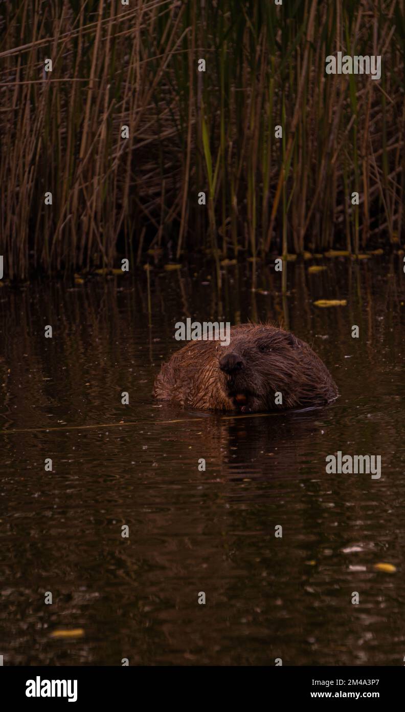 An American beaver animal swimming in the lake with wild grass ...