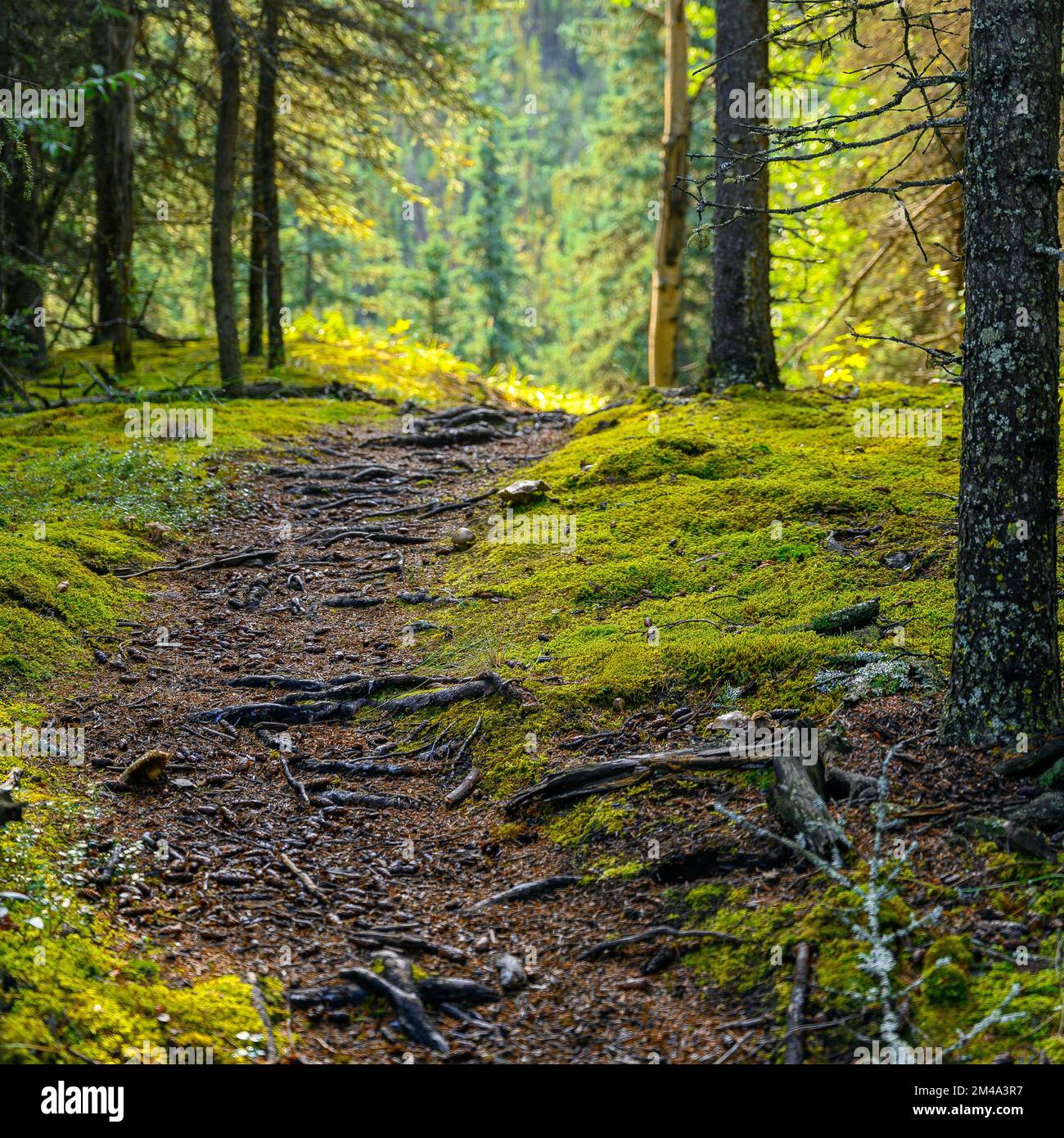 A forest path with plants and green moss and slim tree trunks with ...